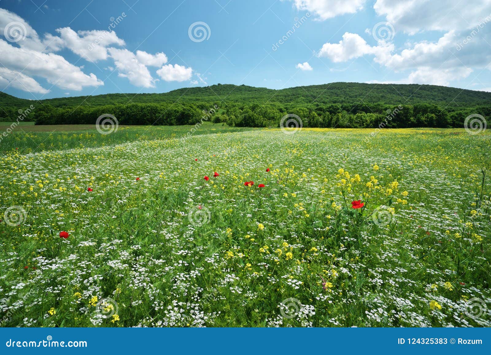 Spring meadow of flower. stock image. Image of meadow - 124325383