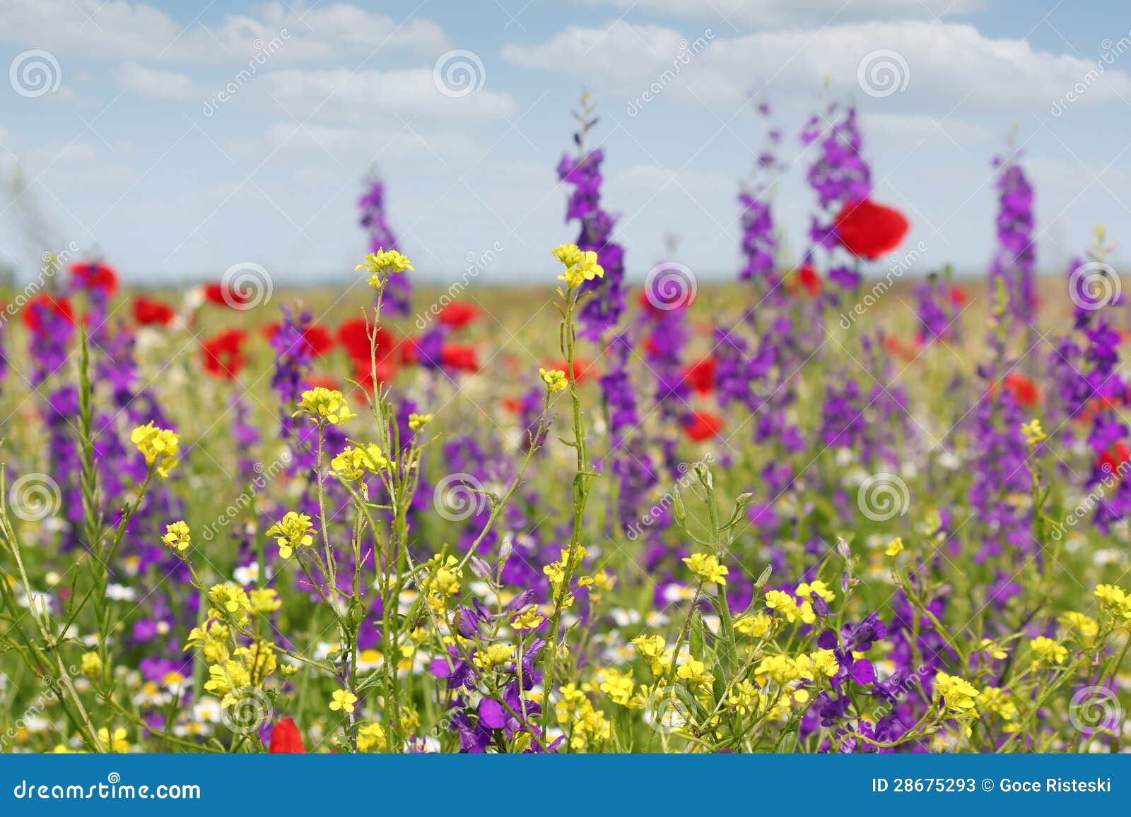 Spring meadow with flowers stock image. Image of color - 28675293