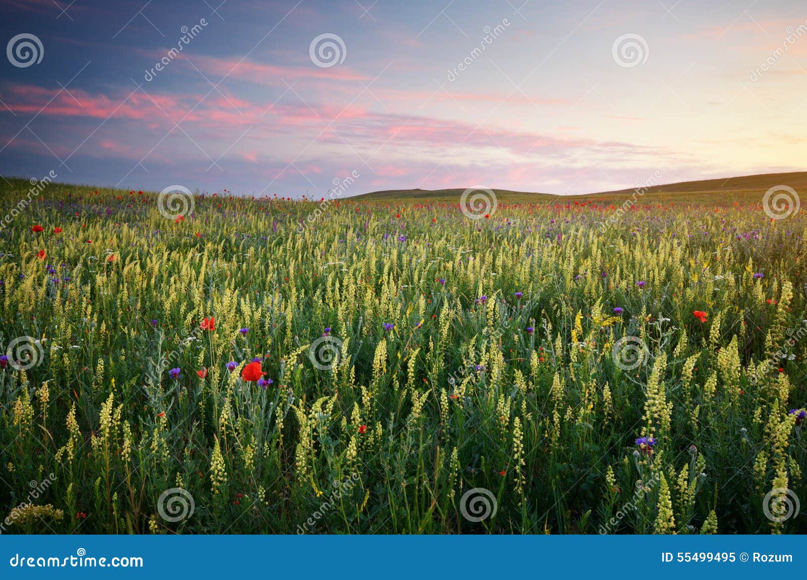 Spring meadow stock image. Image of field, landscape - 55499495
