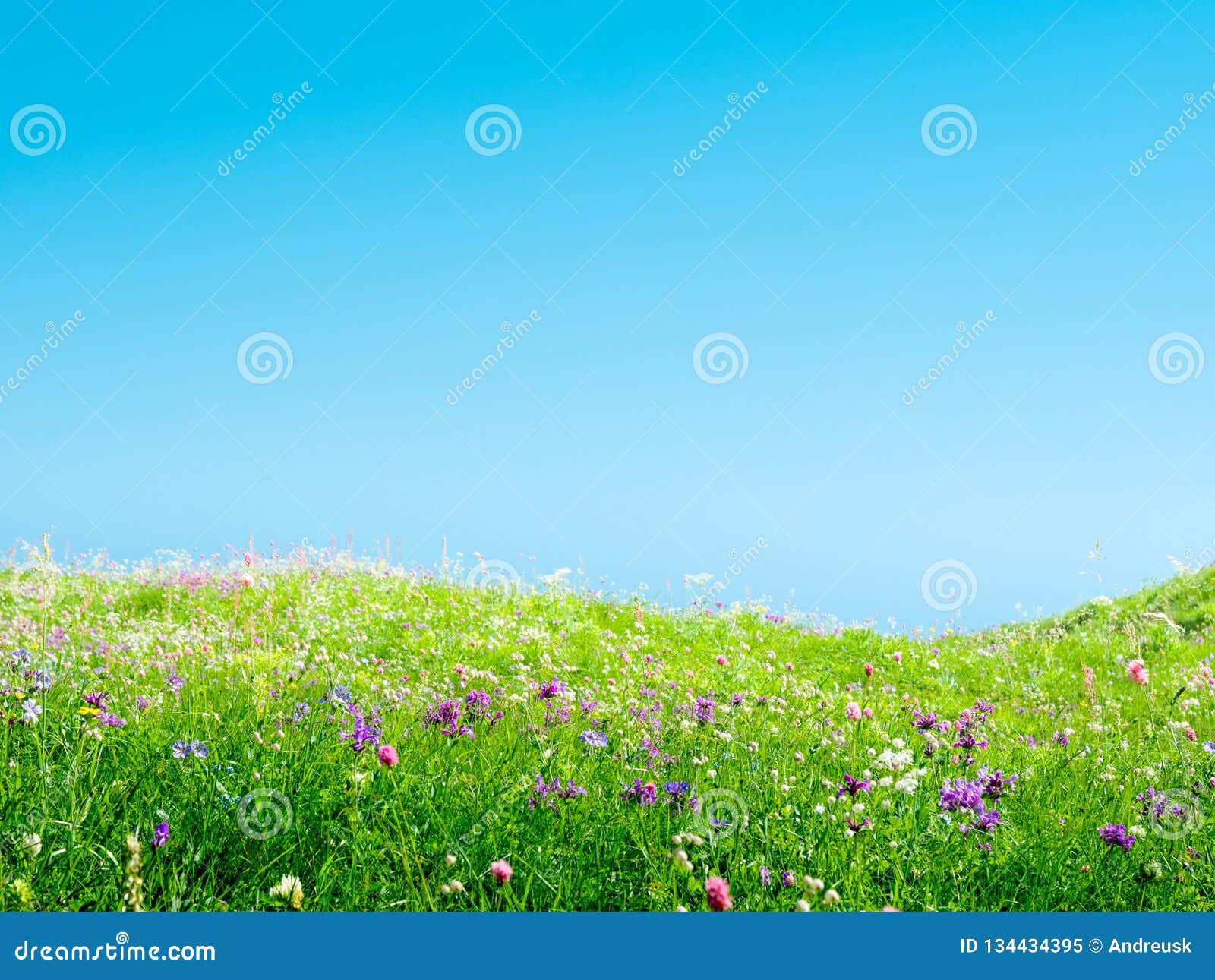 Spring Meadow with Flowers and Grass Stock Image - Image of natural ...