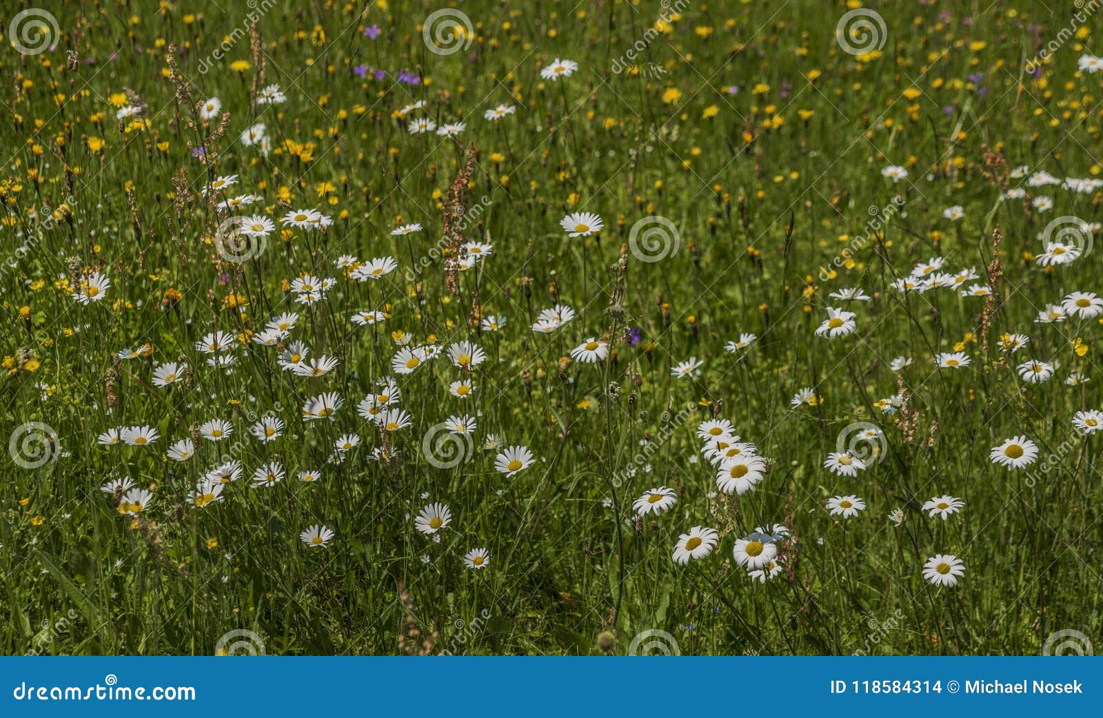 Spring meadow with flowers stock photo. Image of leaf - 118584314