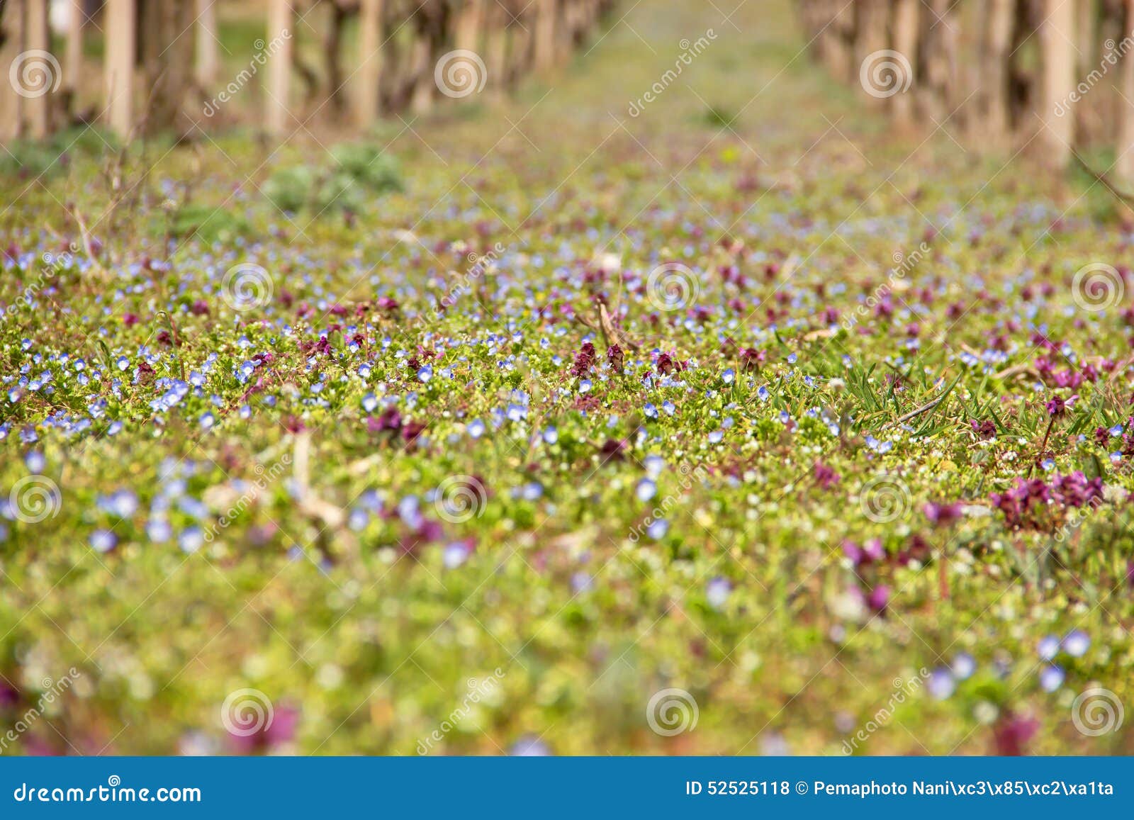 Spring Meadow stock photo. Image of glass, clothes, life - 52525118