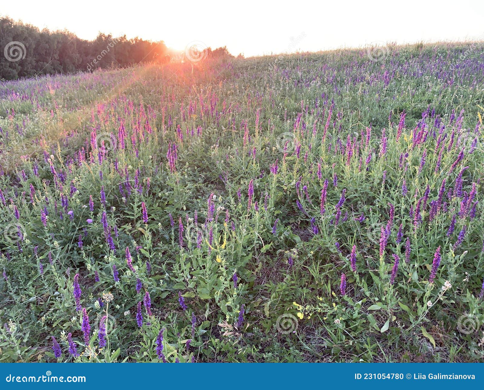 Spring meadow with flowers stock photo. Image of green - 231054780