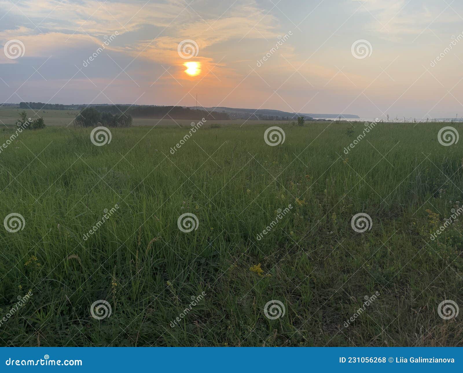 Spring meadow with flowers stock photo. Image of evening - 231056268
