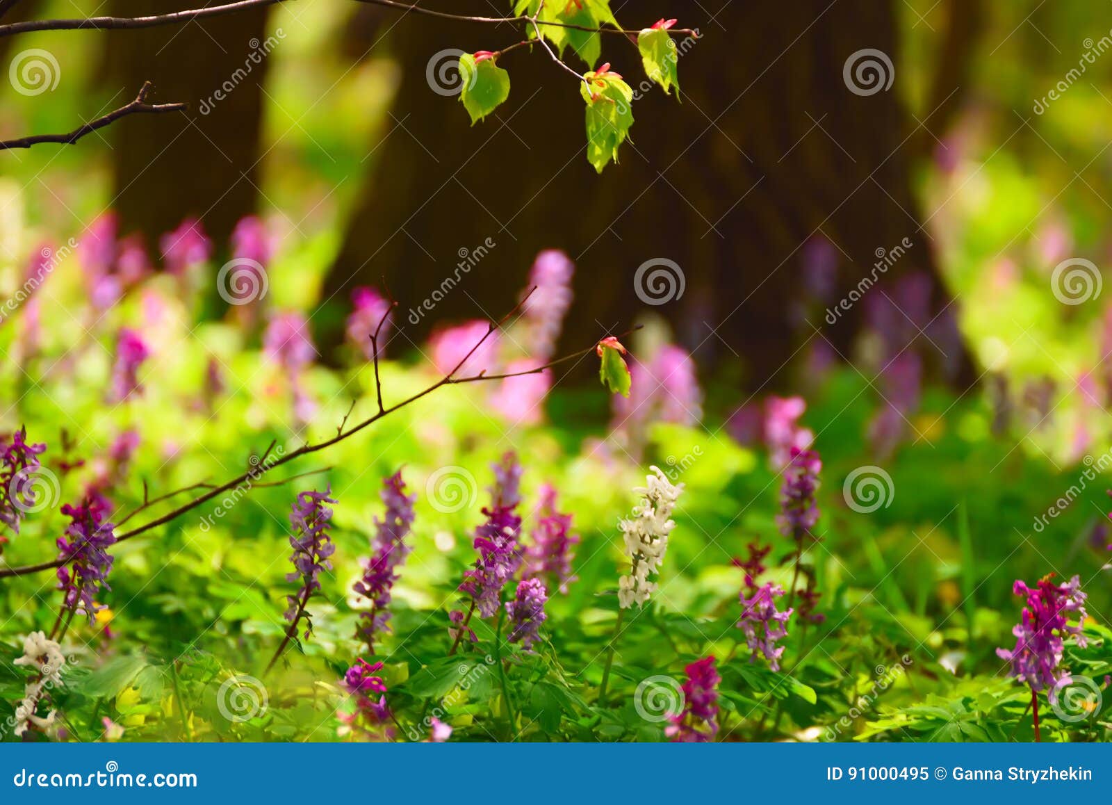 Spring Meadow in the Forest with Flowers Stock Image - Image of time ...