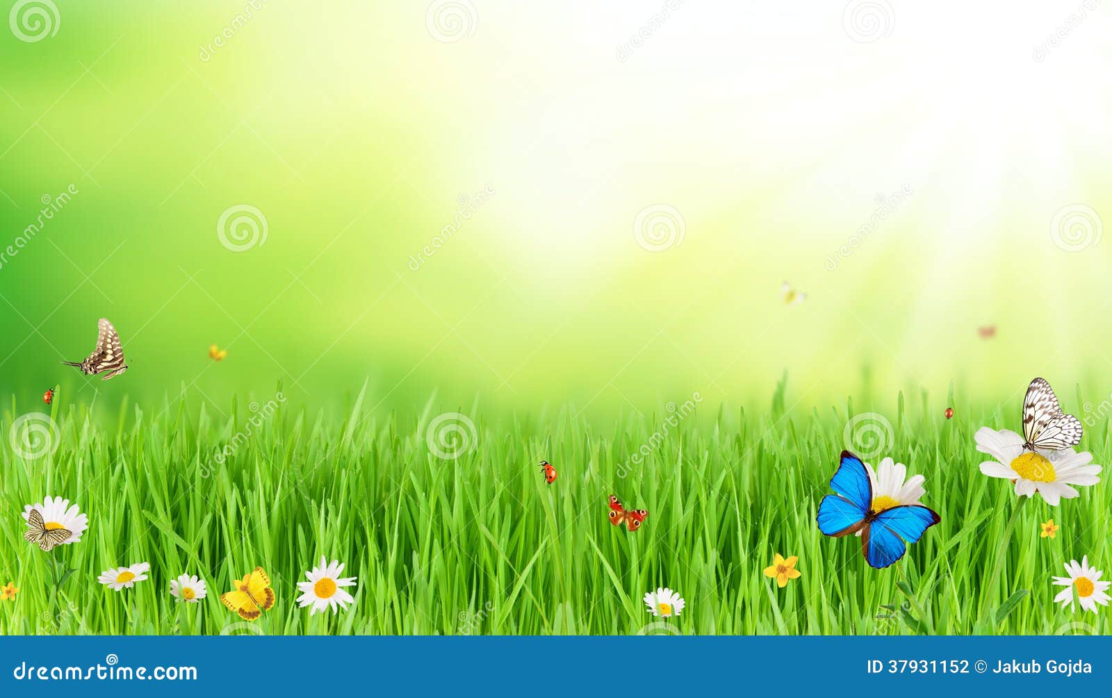 Spring meadow stock photo. Image of bloom, flower, decorated - 37931152