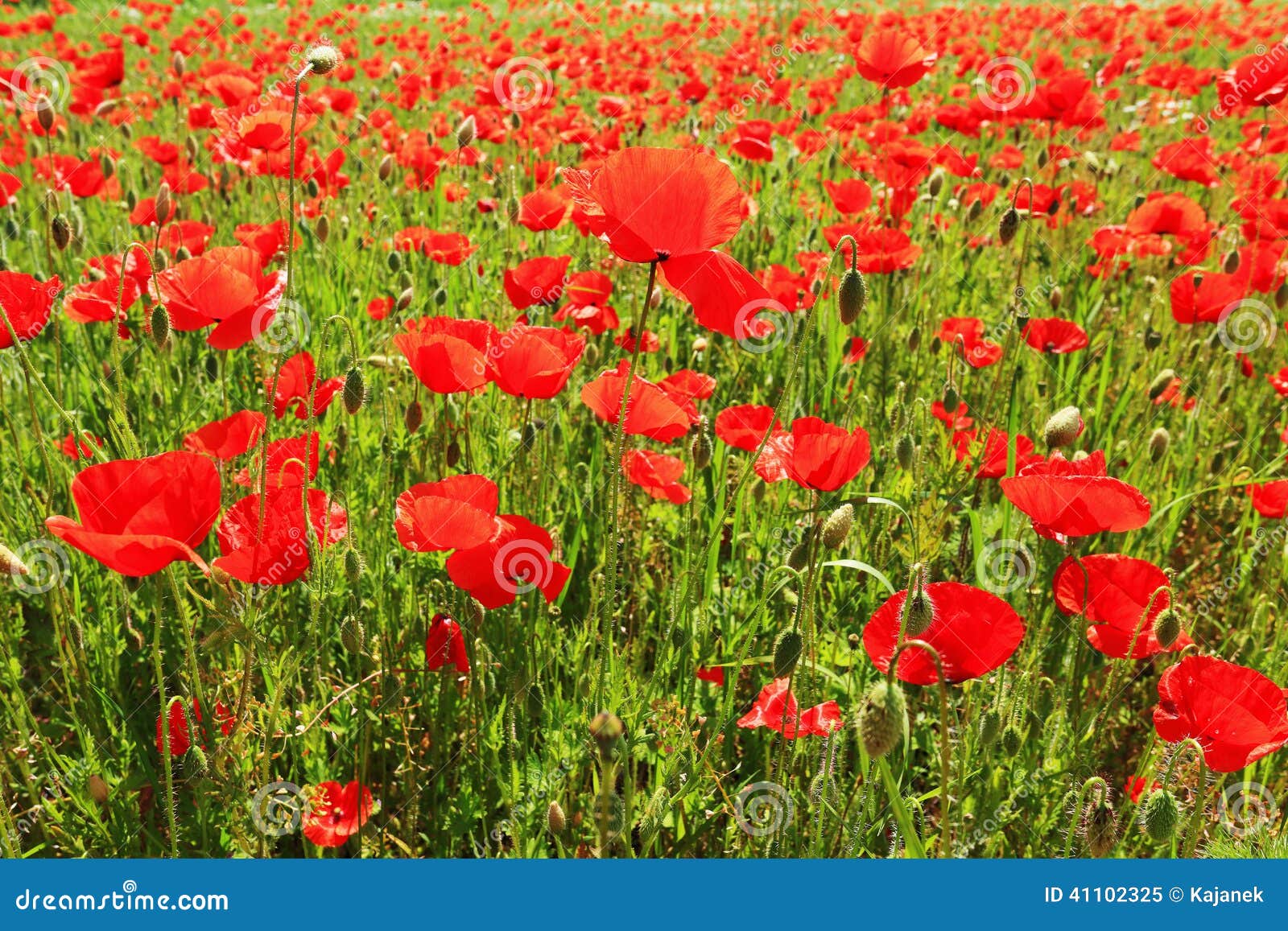 Spring Meadow Full of Red Weed Stock Image - Image of weed, green: 41102325