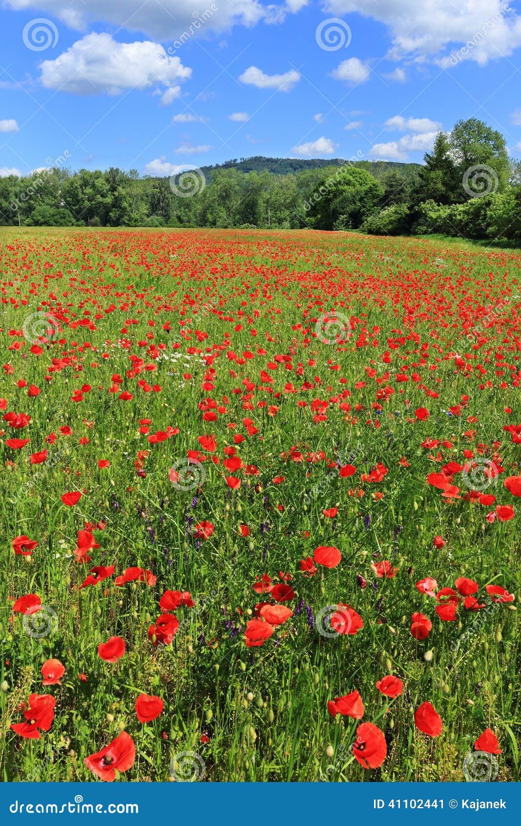 Spring Meadow Full of Red Weed Stock Image - Image of plantation ...