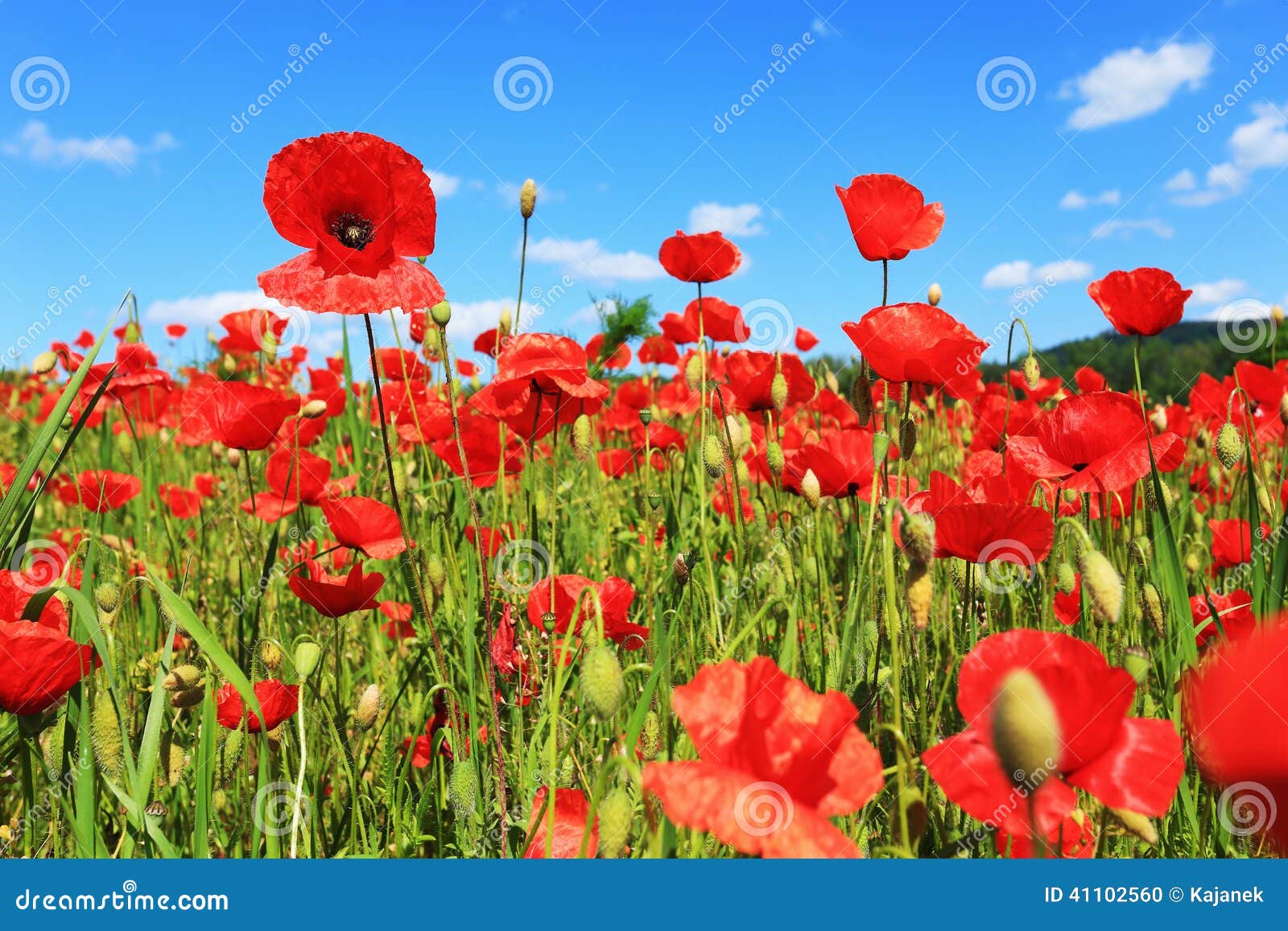 Spring Meadow Full of Red Weed Stock Photo - Image of flower, weed ...