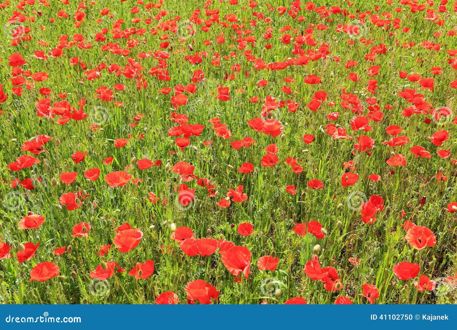 Spring Meadow Full of Red Weed Stock Photo - Image of meadow, poppy ...