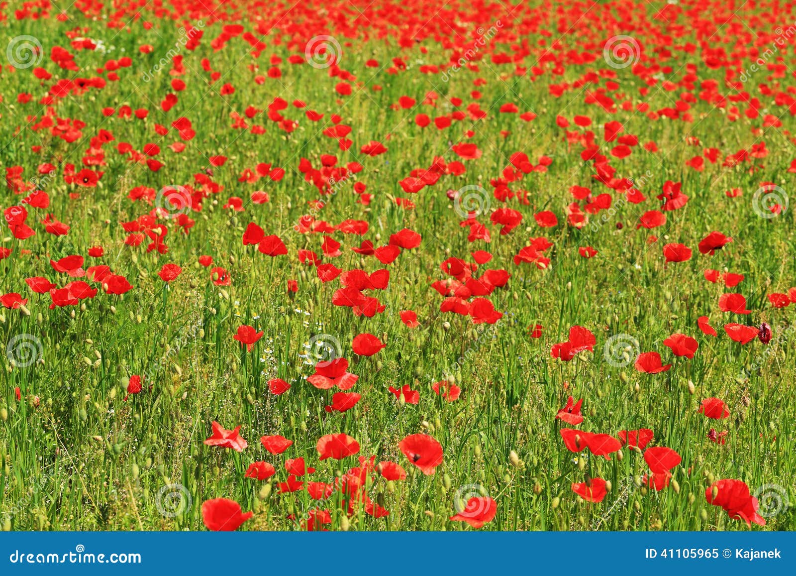 Spring Meadow Full of Red Weed Stock Image - Image of ecosystem, crop ...