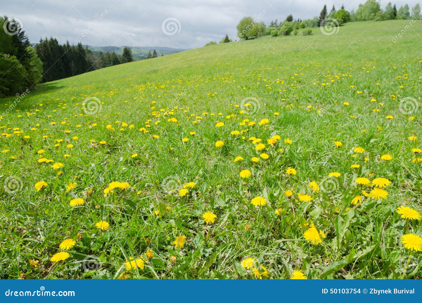 Spring Meadow with Green Grass and Dandelions Stock Photo - Image of ...