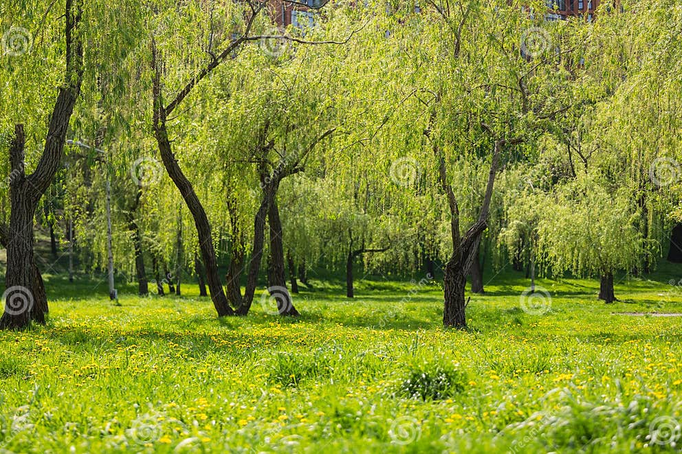 Spring Meadow with Trees on Background Stock Photo - Image of sunlight ...