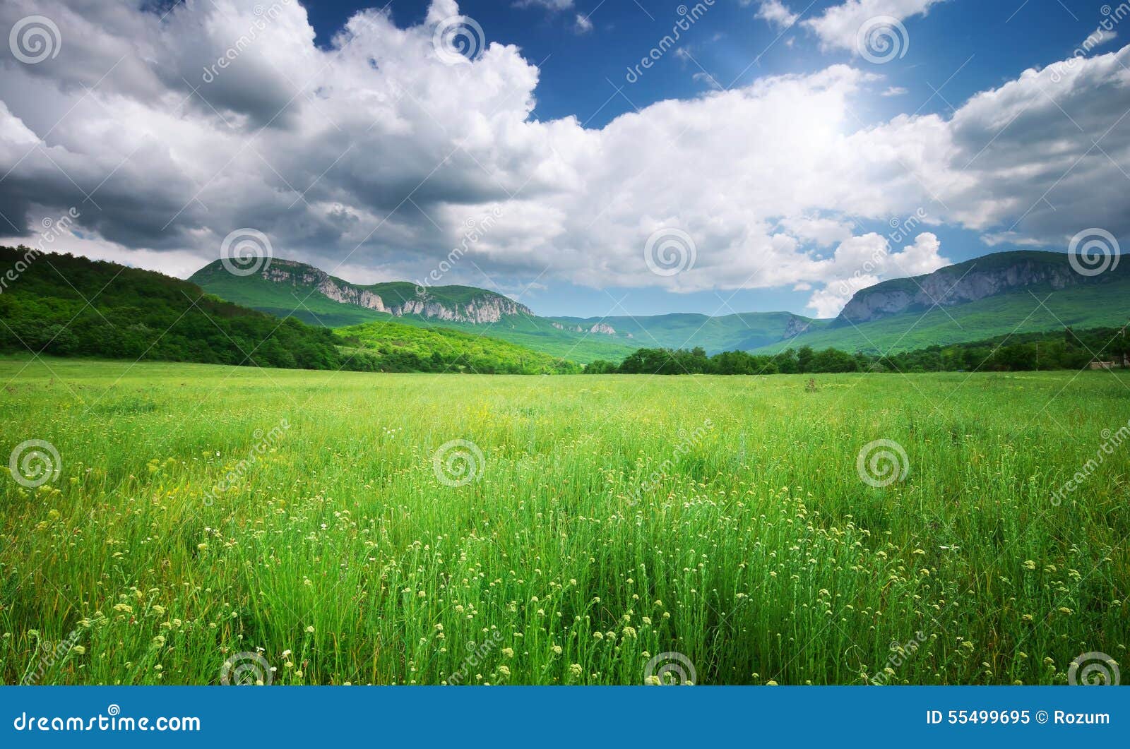 Spring meadow stock image. Image of idyllic, natural - 55499695