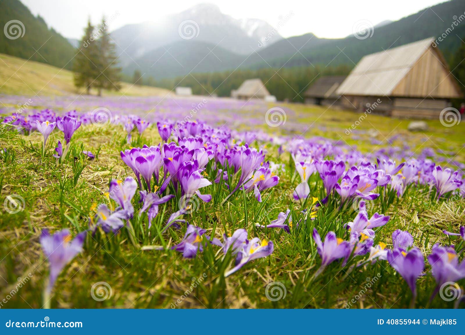 Spring Meadow in Mountains Full of Crocus Flowers in Bloom Stock Photo ...