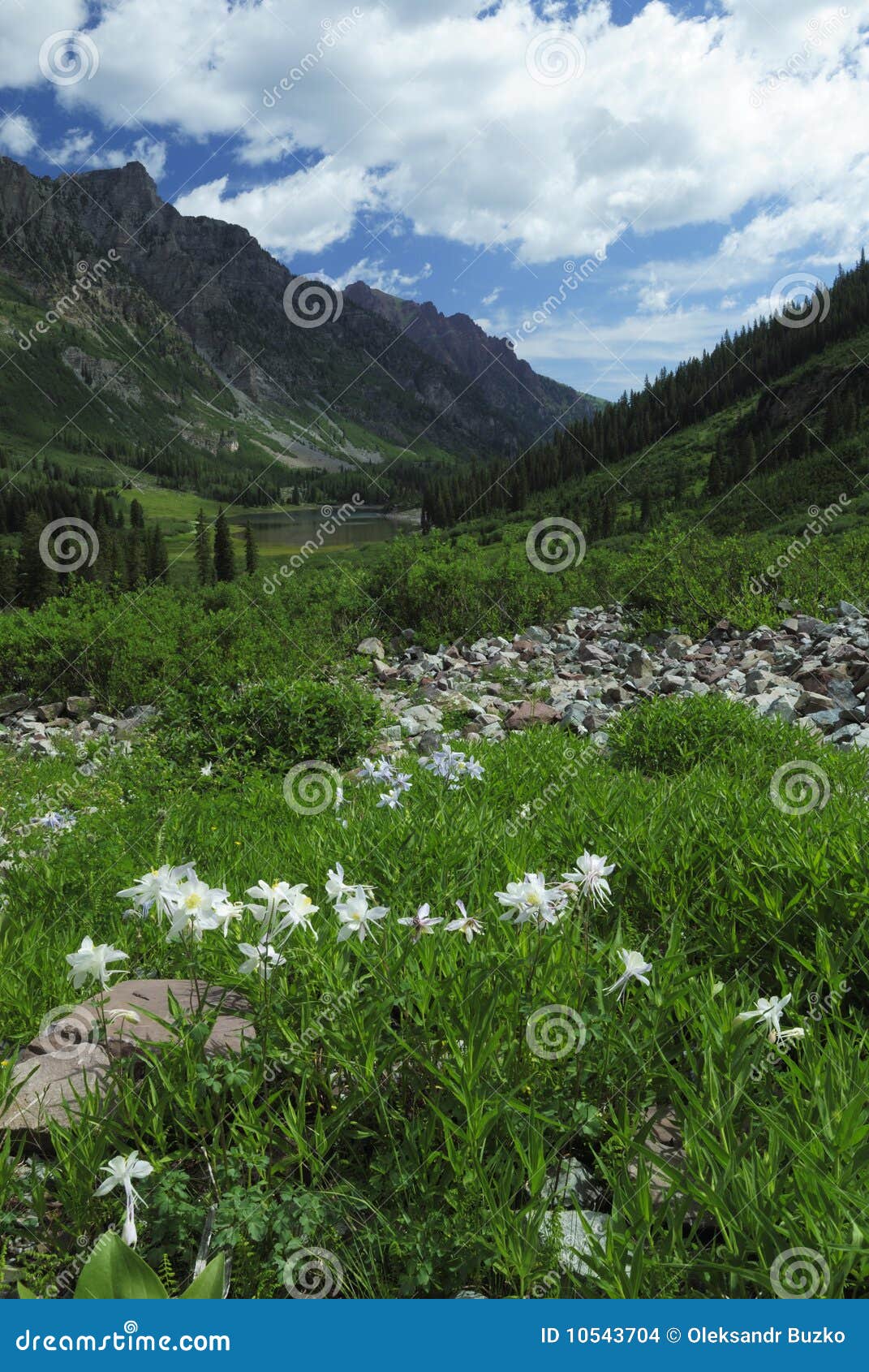 Spring Meadow Near Maroon Bells in Colorado Stock Photo - Image of ...