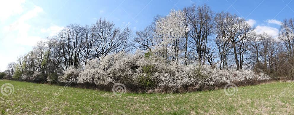 Spring Meadow Panorama with Blooming Trees Stock Photo - Image of view ...
