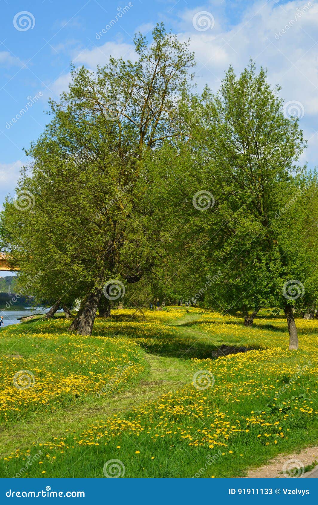 Spring meadow stock image. Image of nature, green, flora - 91911133