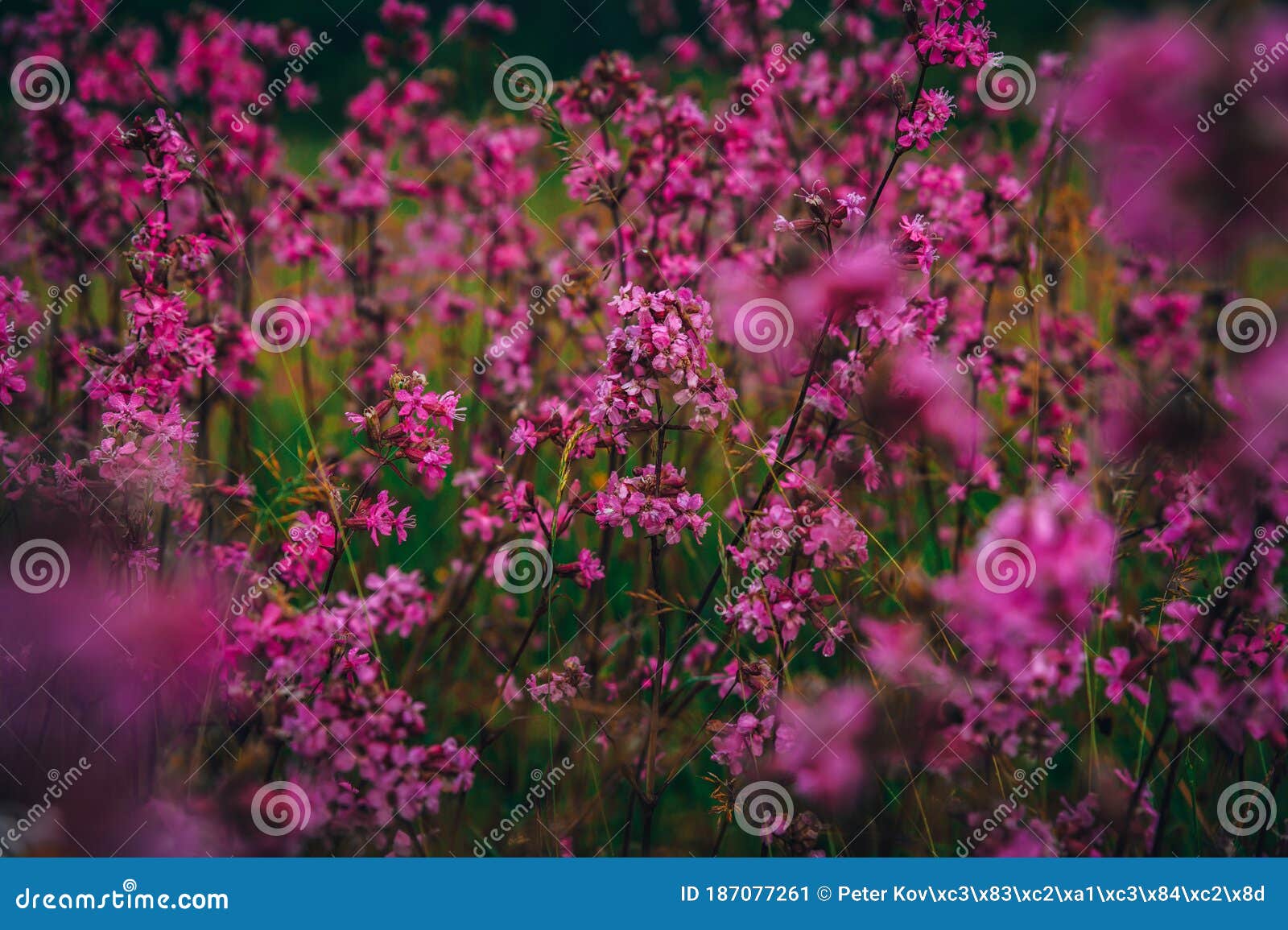 Spring Meadow with Pink Flowers Stock Image - Image of fresh, high ...