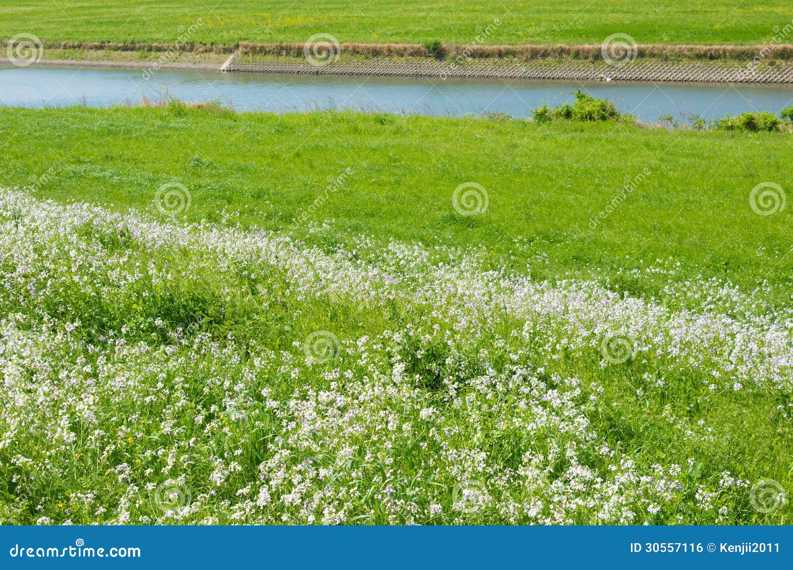 Spring meadow and river stock photo. Image of country - 30557116