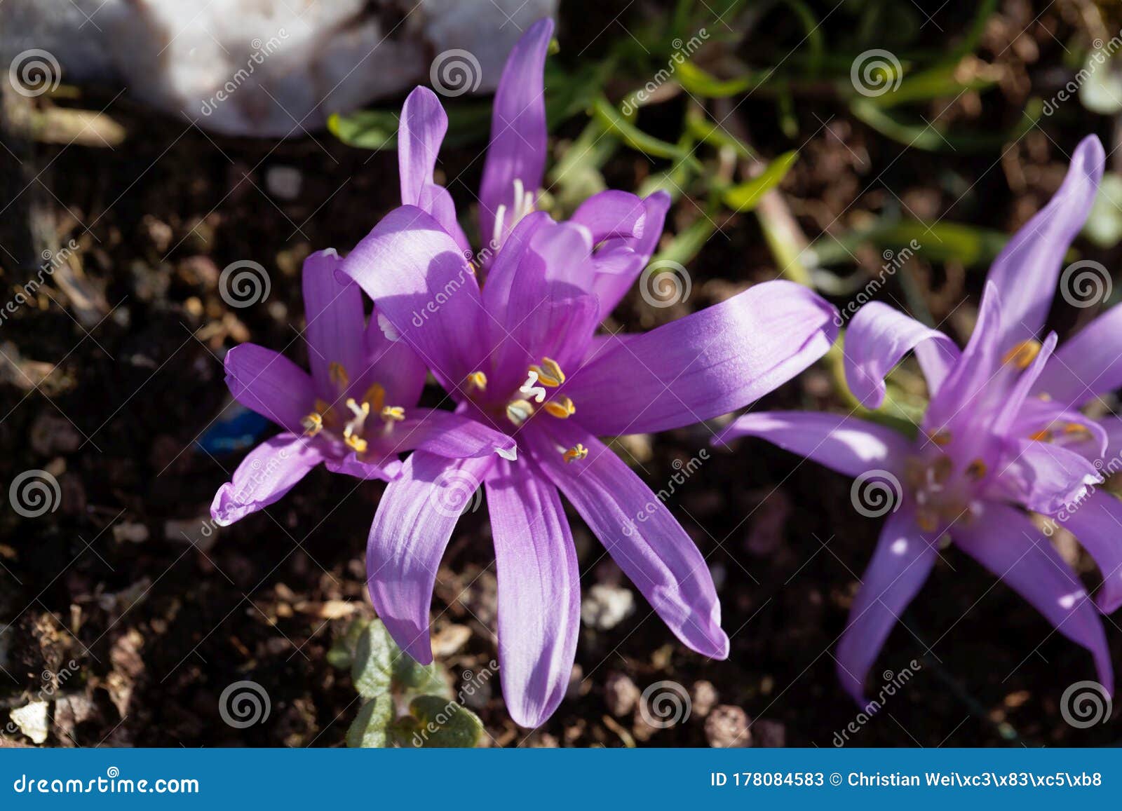 Spring Meadow Saffron, Bulbocodium Vernum Stock Image - Image of bloom ...