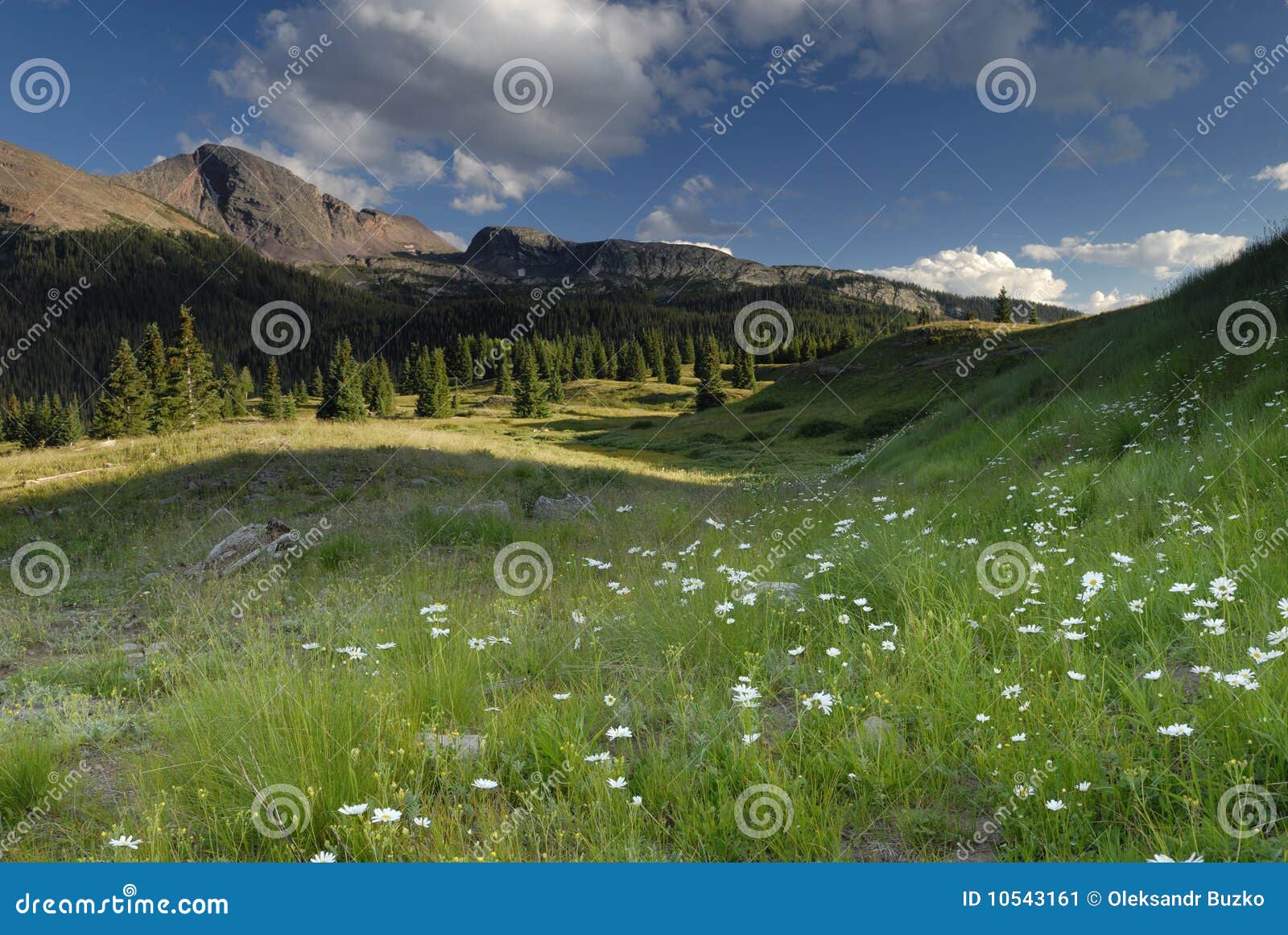 Spring Meadow in San Juan Mountains in Colorado Stock Image - Image of ...