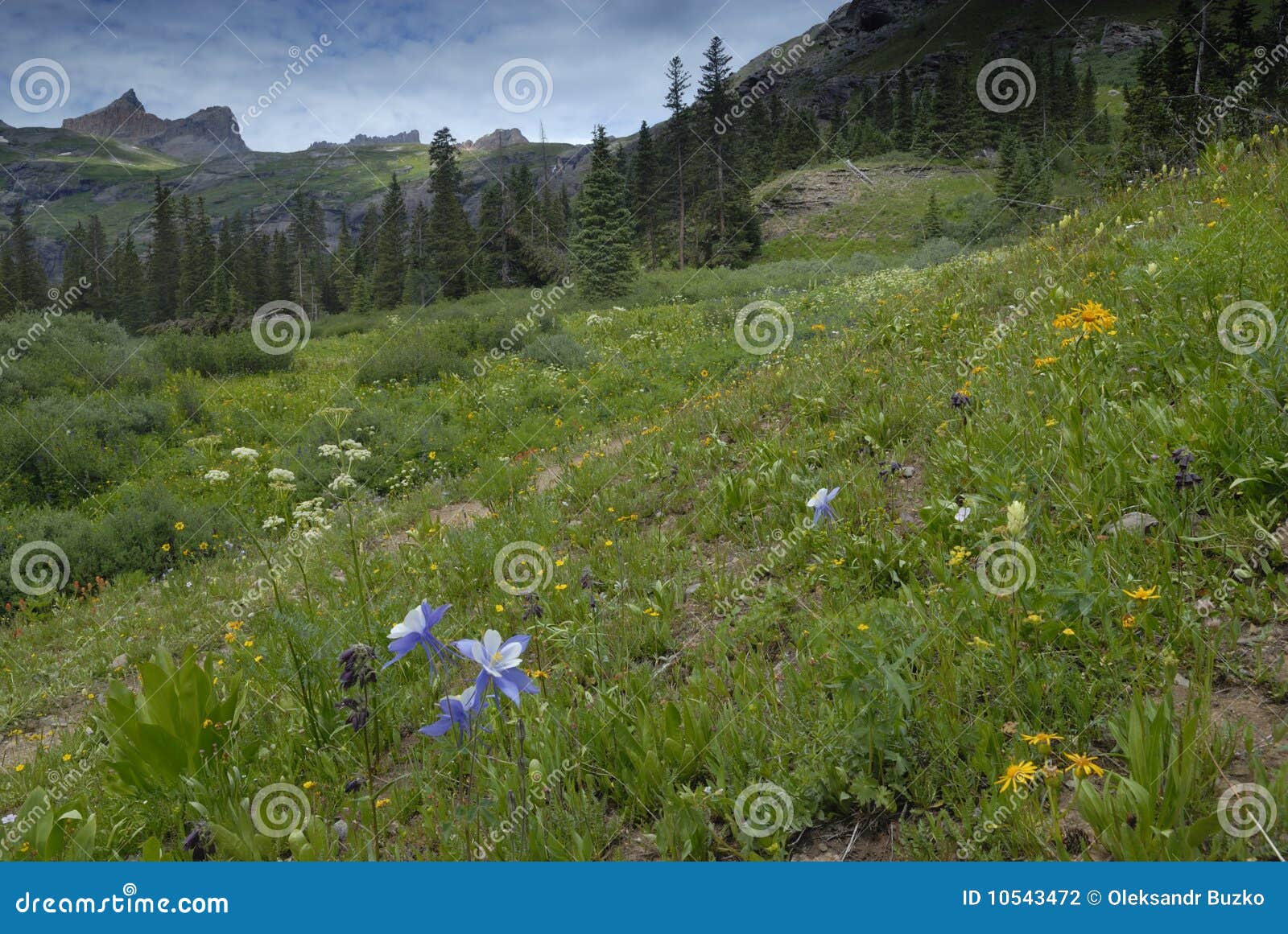 Spring Meadow in San Juan Mountains in Colorado Stock Photo - Image of ...