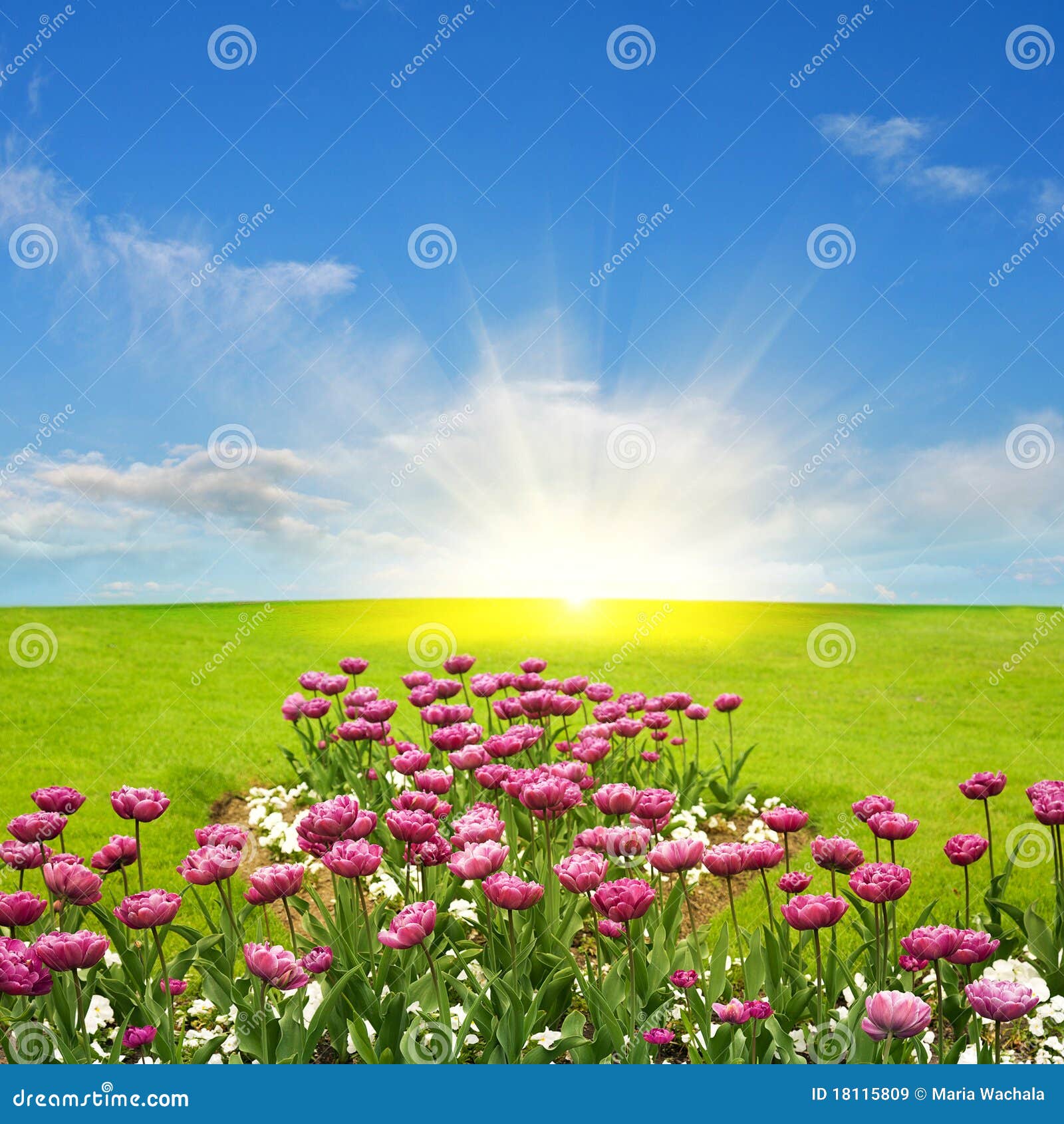 Spring meadow and sun stock image. Image of freedom, green - 18115809
