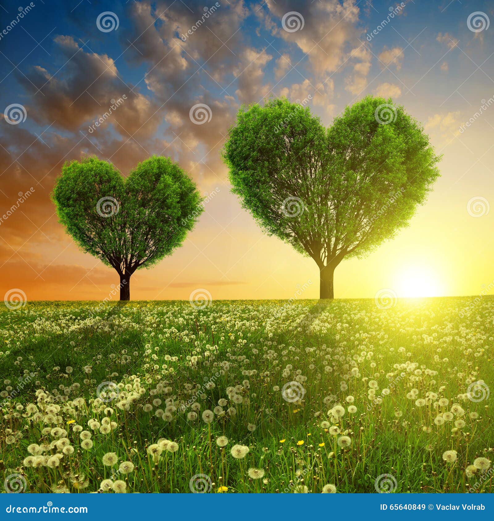 Spring Meadow with Trees in the Shape of Heart at Sunset. Stock Image ...