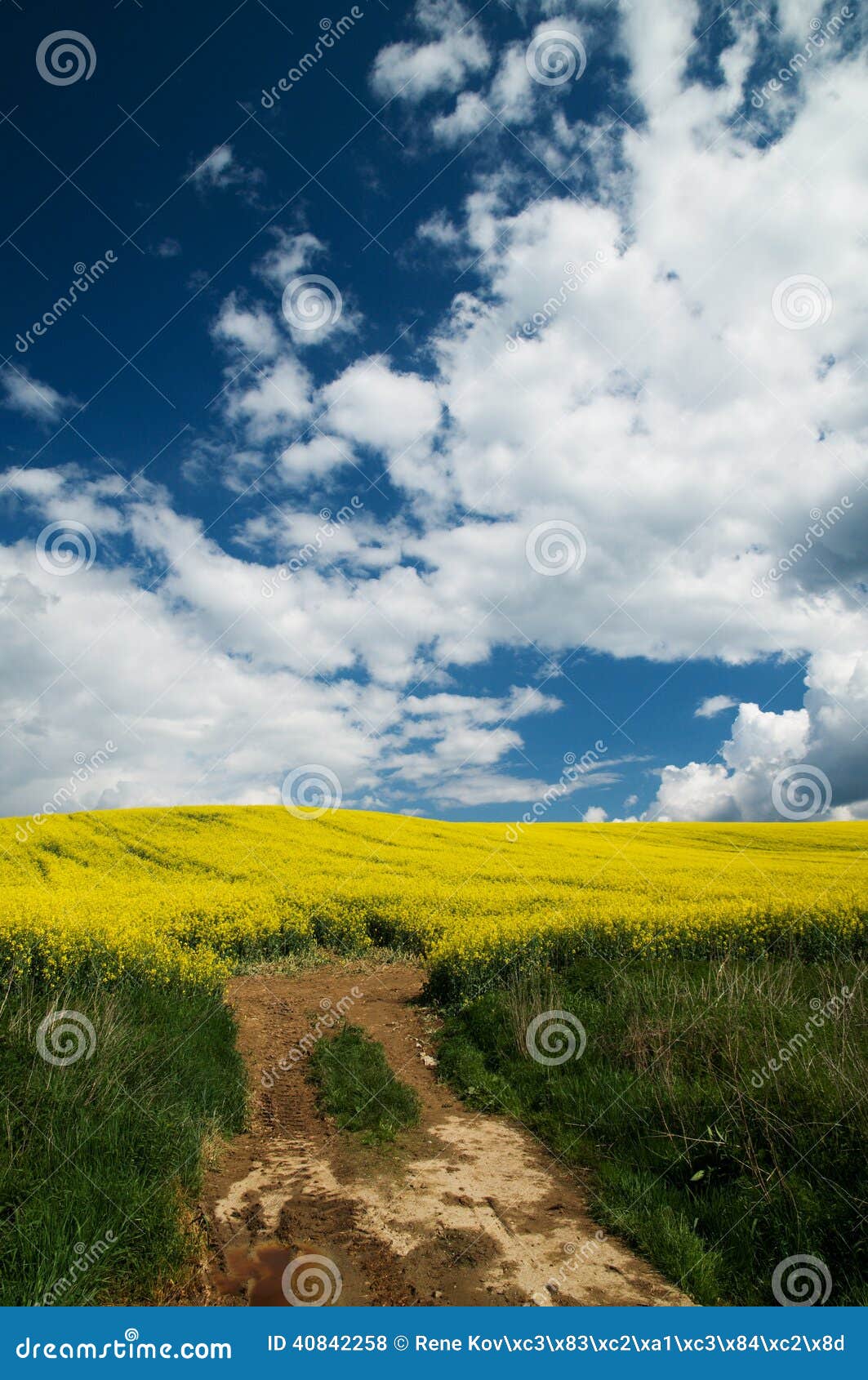 24,888 Spring Oilseed Stock Photos - Free & Royalty-Free Stock Photos ...