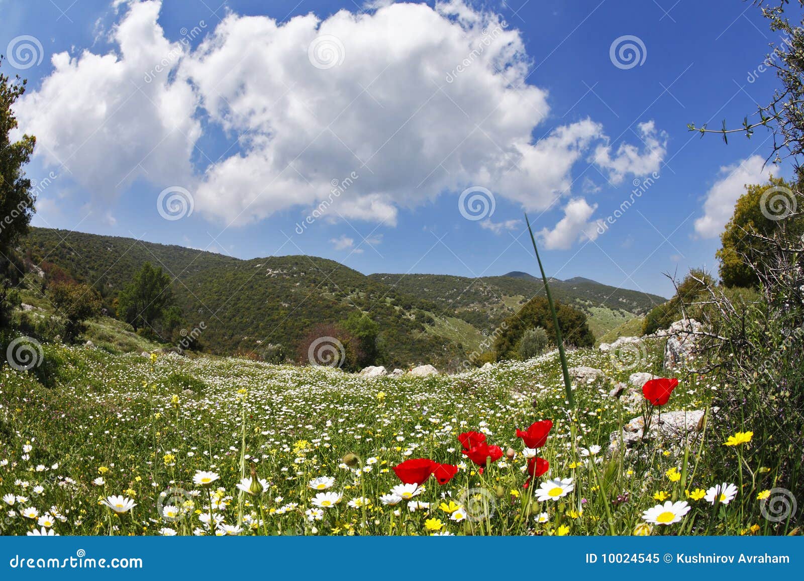 The spring meadows stock image. Image of clean, foliage - 10024545