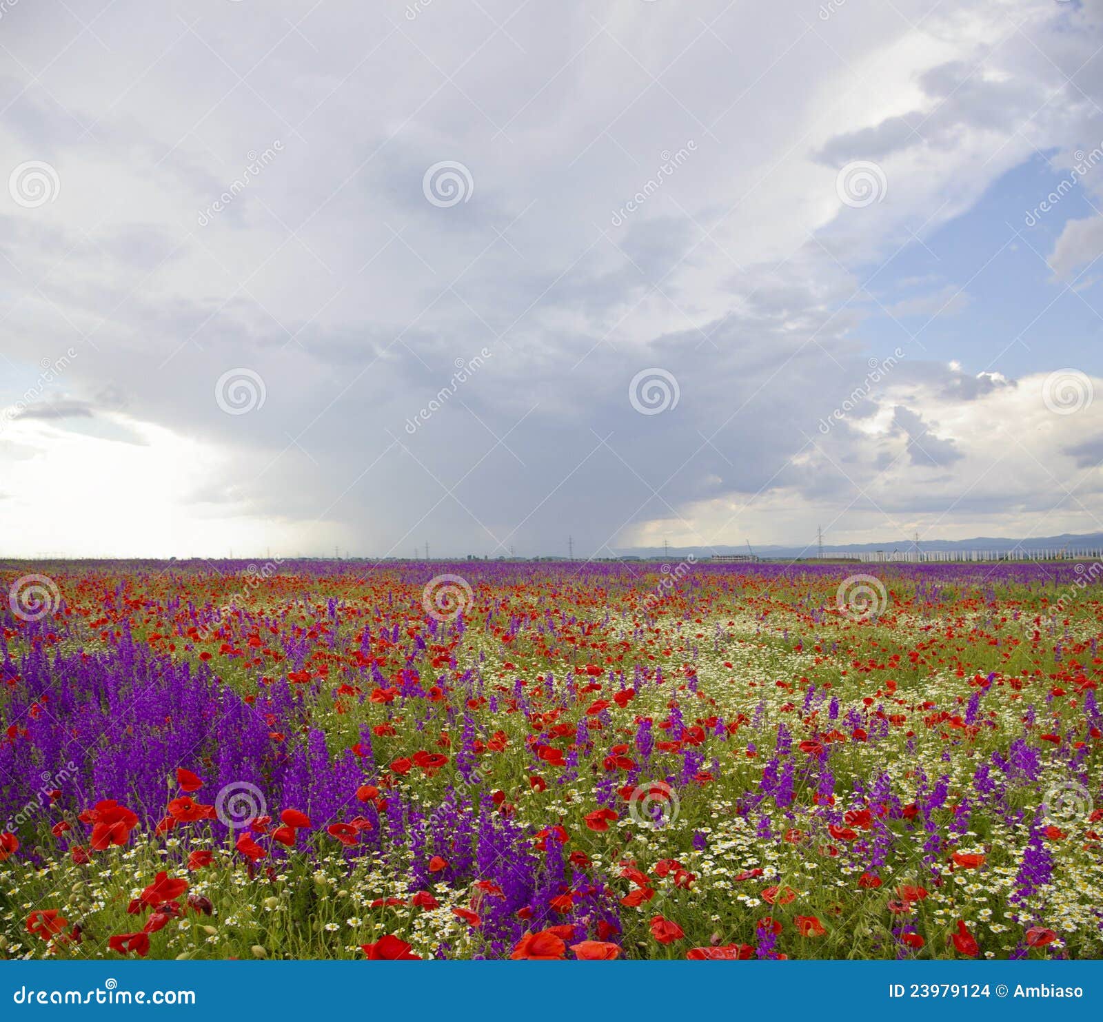 Spring Meadows stock photo. Image of flowers, fields - 23979124