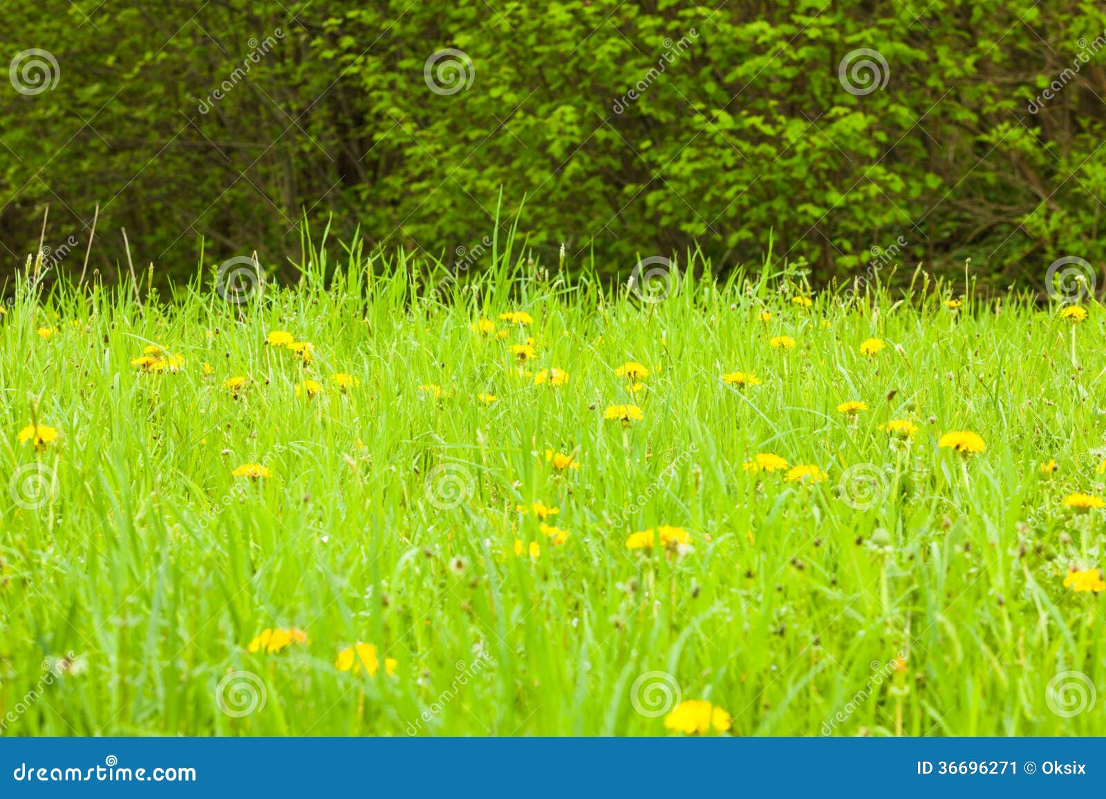 Spring meadows stock image. Image of outdoor, landscape - 36696271