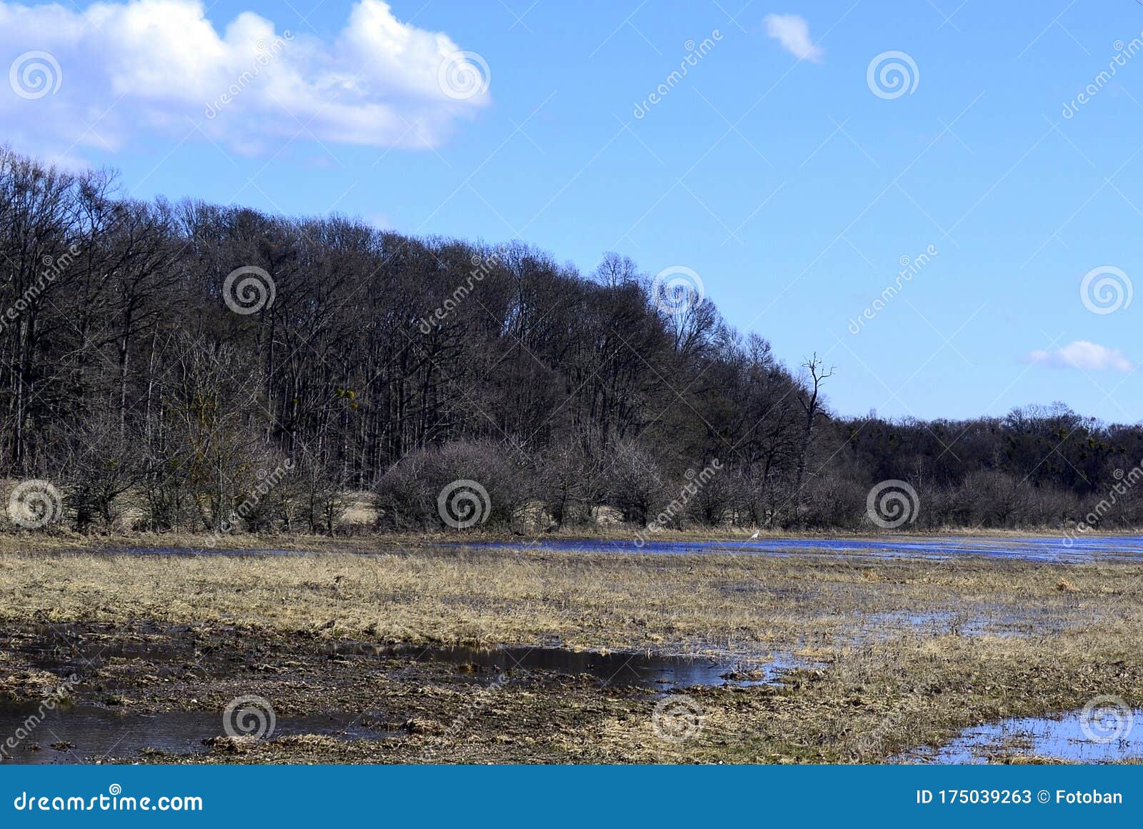 Spring Flooding of the Floodplain Forest in South Moravia Stock Image ...