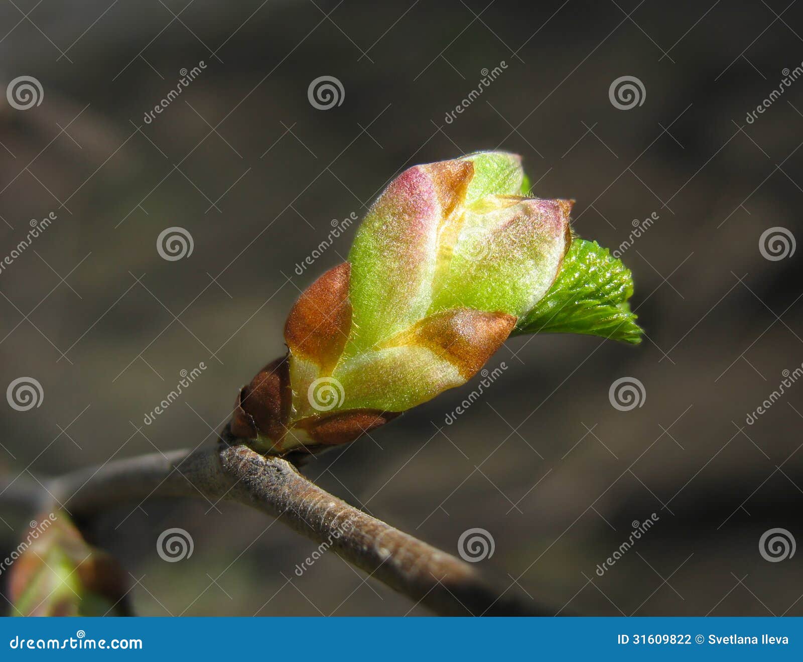 Spring. Melting elm bud stock photo. Image of macro, twig - 31609822