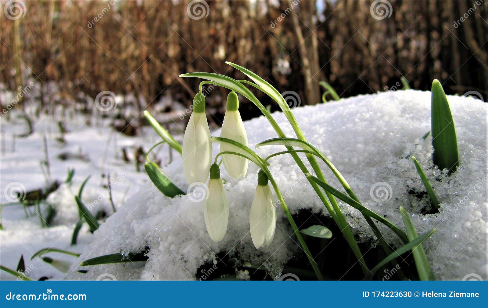 Spring and the Melting Icicle. Melting Ice Stock Photo - Image of ...