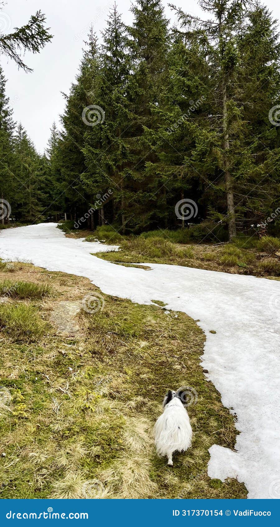 Spring Melting Snow in the Mountains on Sunny Meadows. Scenery Stock ...