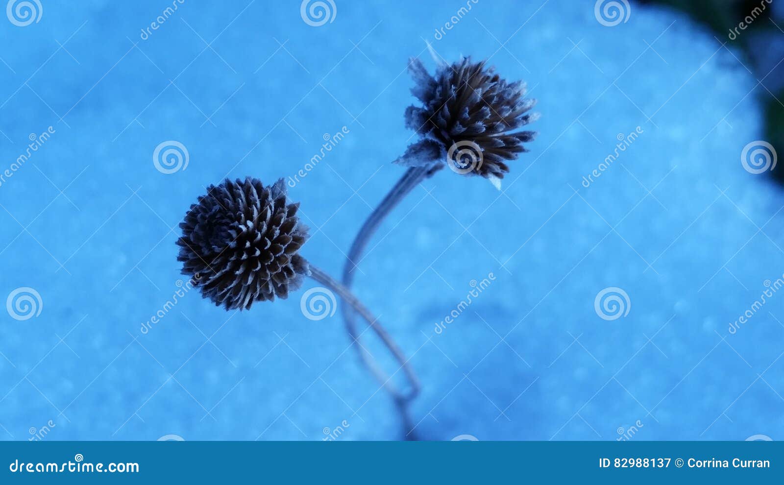 Spring Memories stock image. Image of snow, flower, cold - 82988137