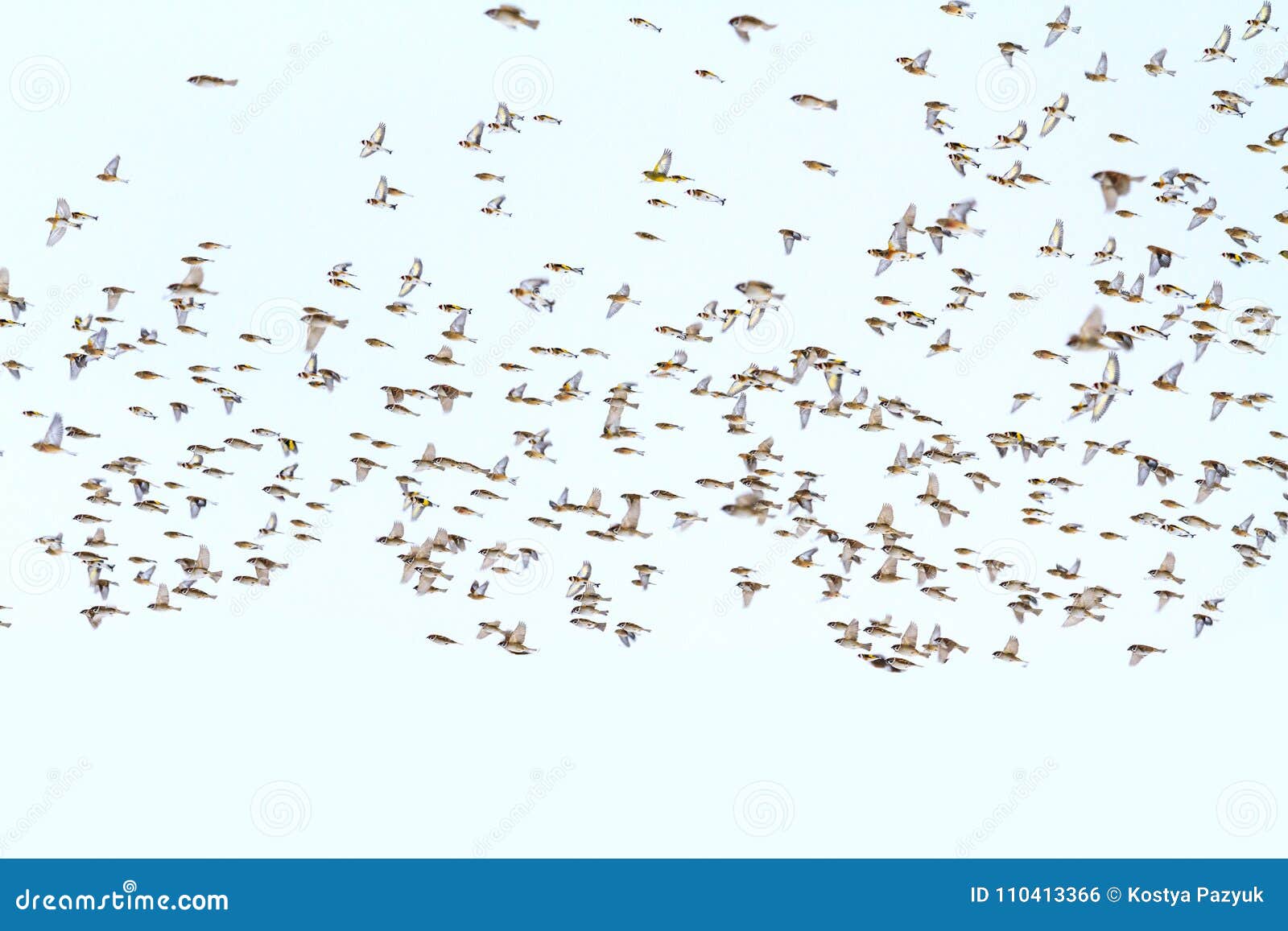 Spring Migration of Singing Birds Stock Photo - Image of bird, animal ...