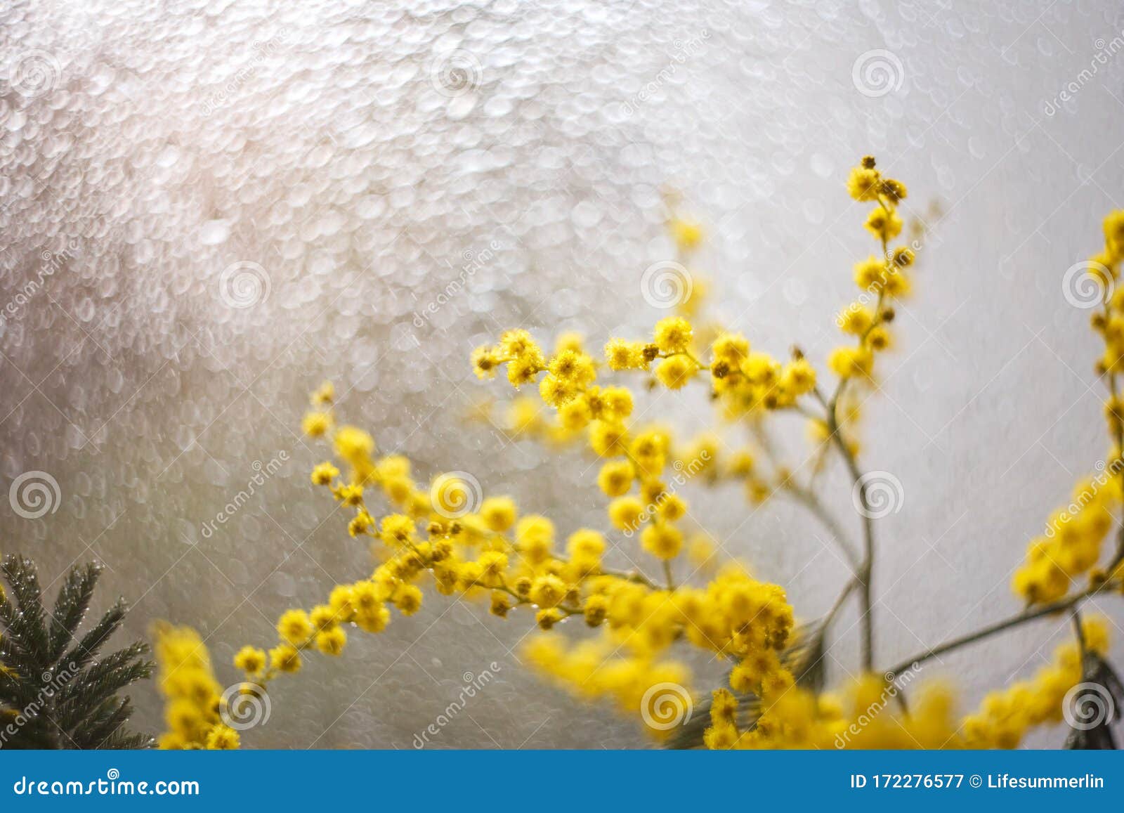 Spring Mimosa Flowers, Close Up of Bouquet Stock Image - Image of ...