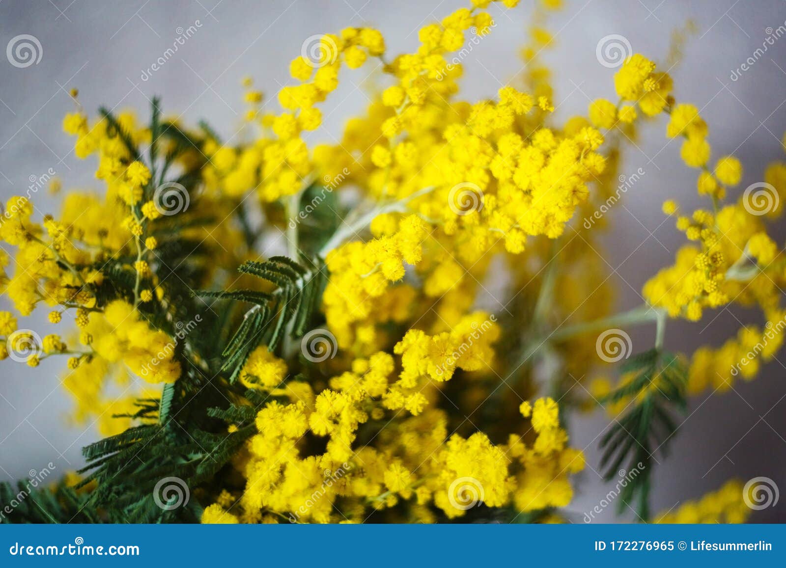 Spring Mimosa Flowers, Close Up of Bouquet Stock Image - Image of ...