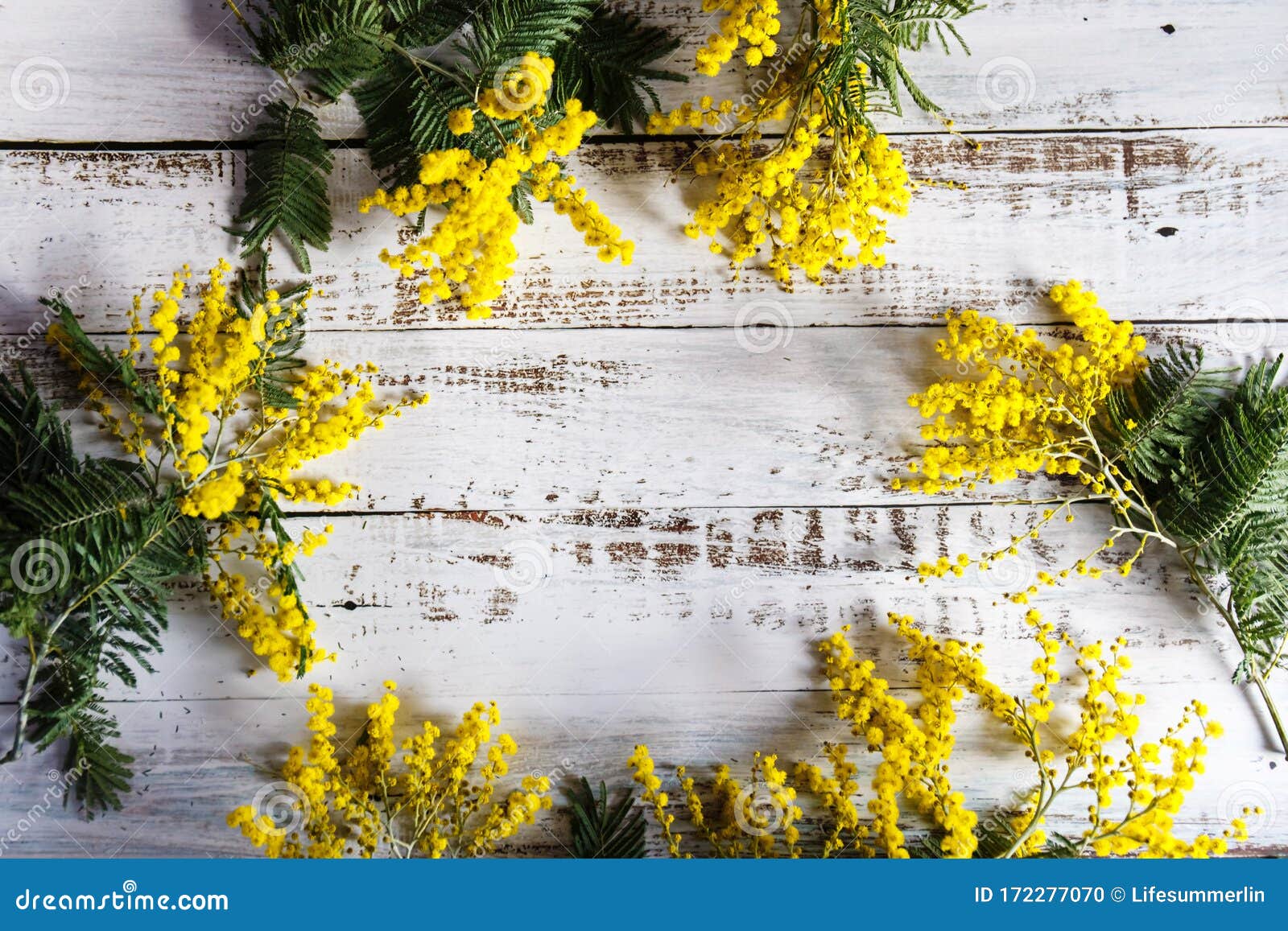 Spring Mimosa Flowers, Close Up of Bouquet Stock Photo - Image of ...