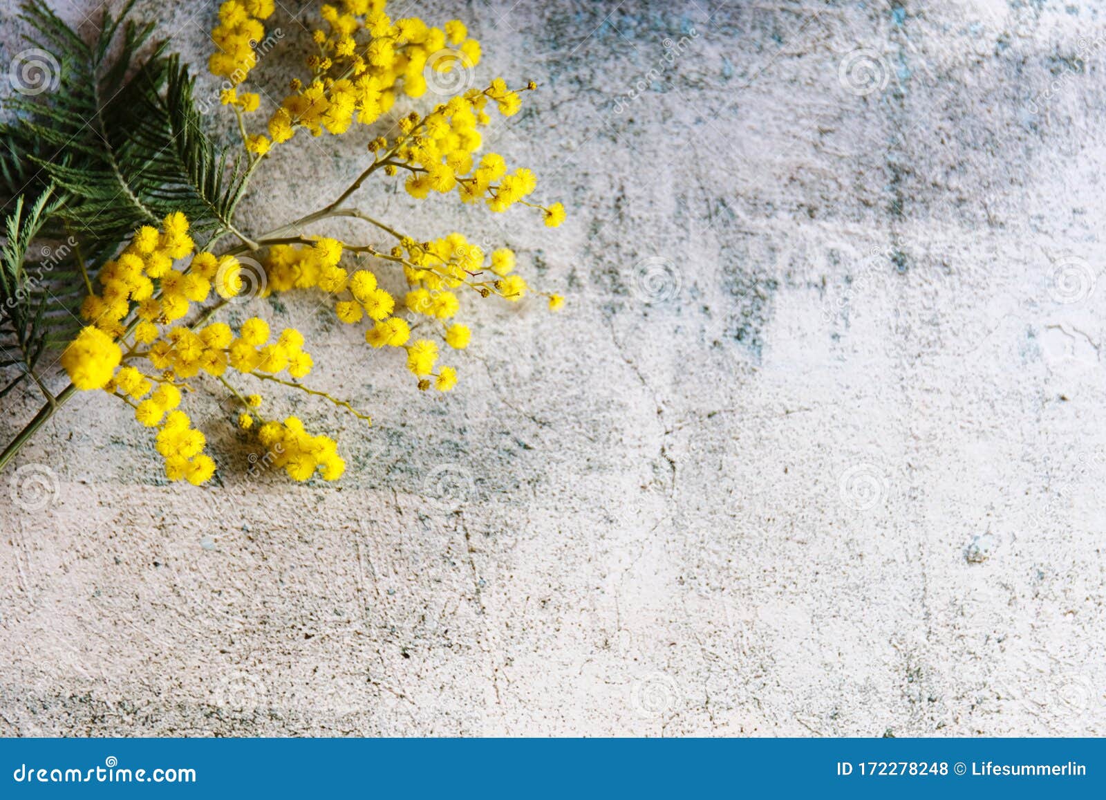 Spring Mimosa Flowers, Close Up of Bouquet Stock Photo - Image of ...