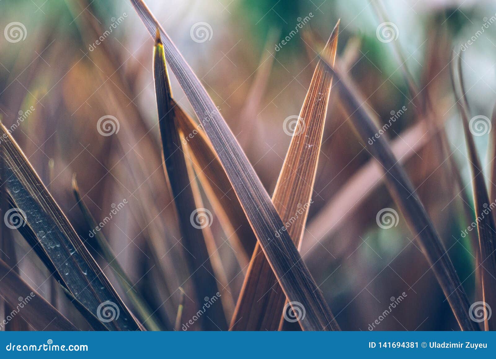 Spring Minimal Concept with Leaves. Nature Flat Lay Concept Stock Image ...