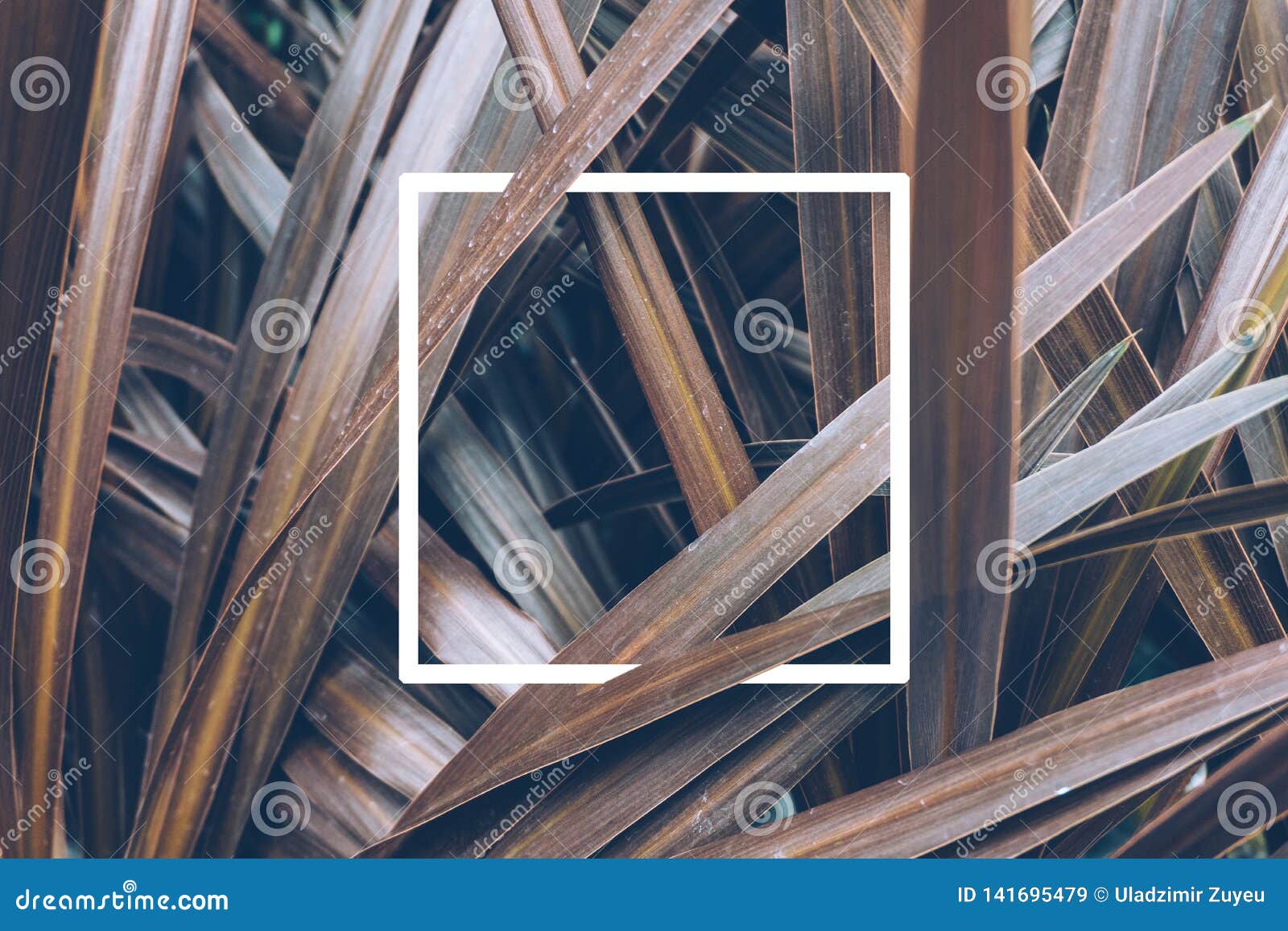 Spring Minimal Concept with Leaves and a White Frame. Nature Flat Lay ...