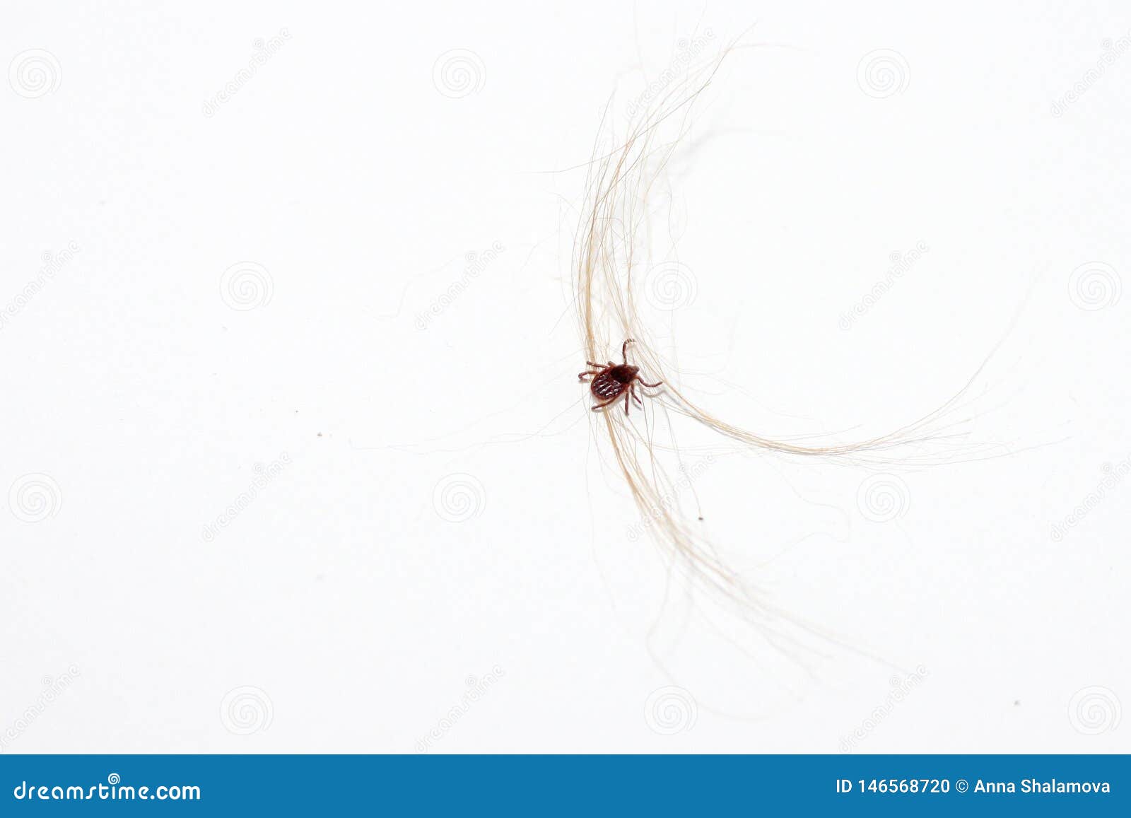 Mite In Spring On A White Background Stock Photo - Image of blood ...