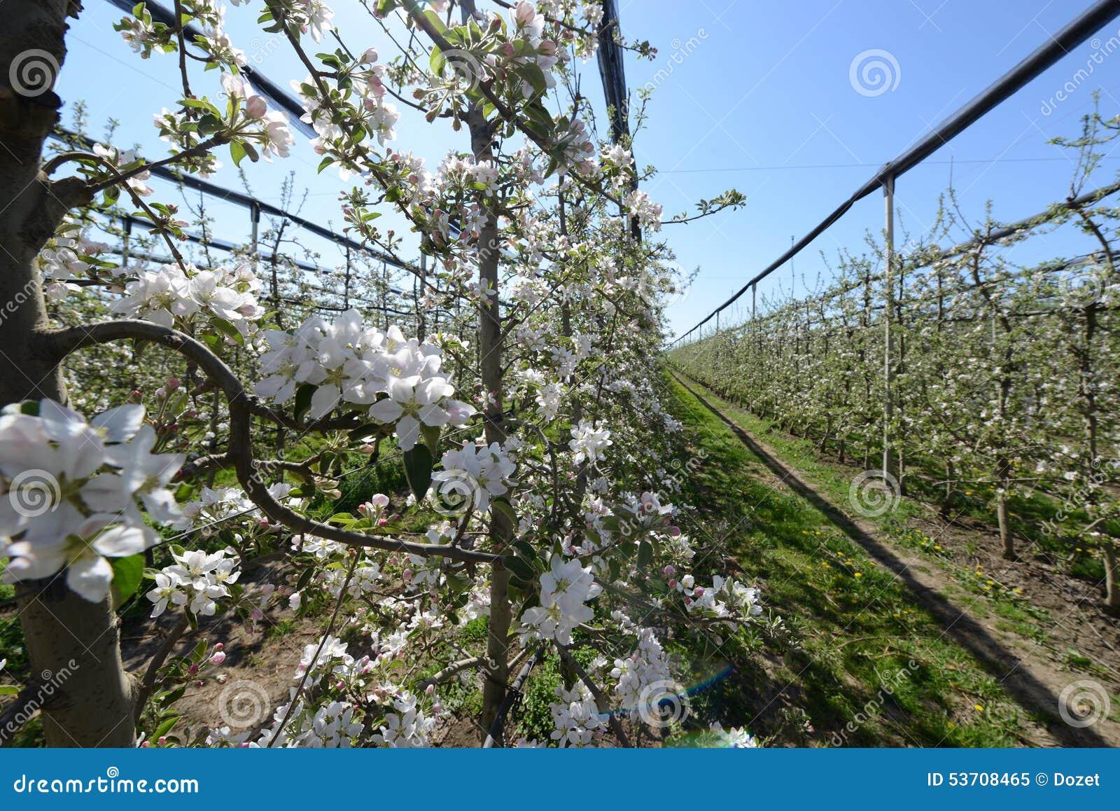 Spring Modern Apple Orchard Stock Image - Image of grass, industries ...