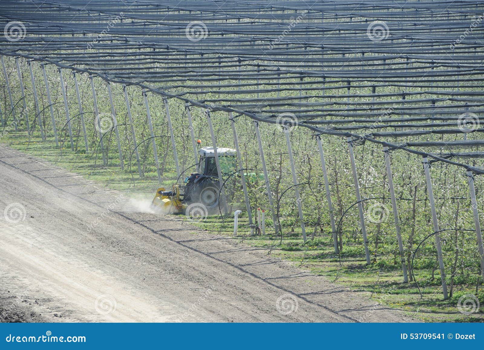 Spring Modern Apple Orchard Stock Image - Image of foliage, foliar ...