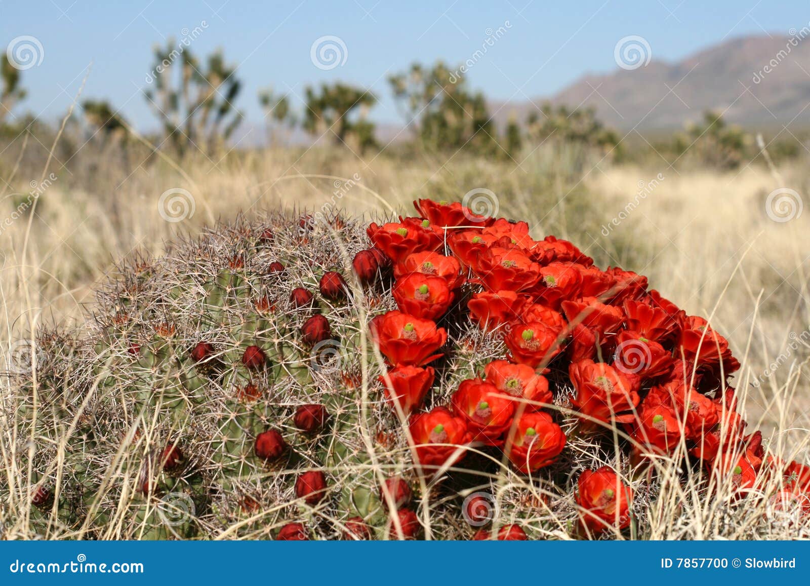 Spring in Mojave Desert stock photo. Image of mohave, cactus - 7857700