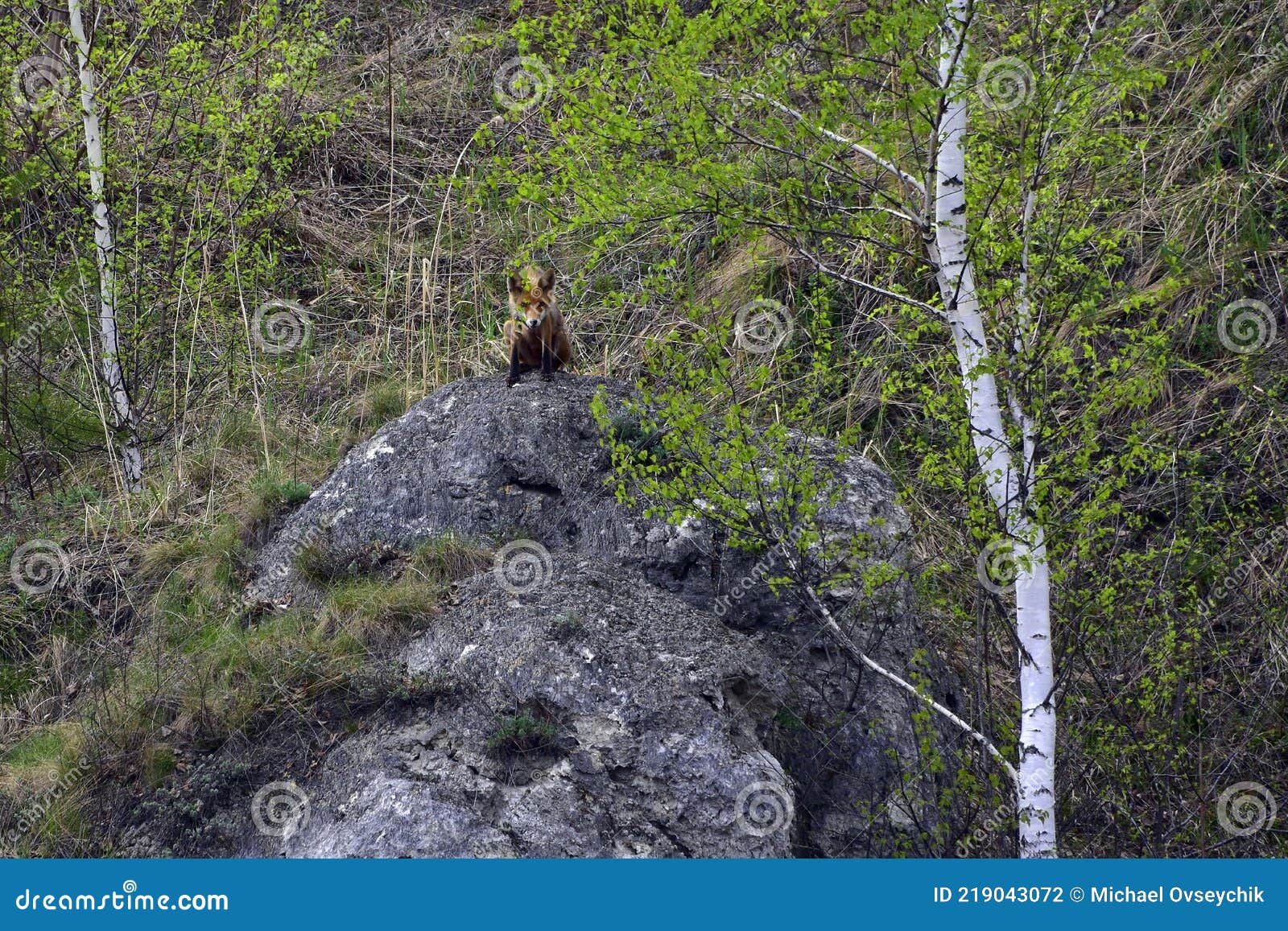 Spring Molting Fox in the Wild Stock Photo - Image of nose, face: 219043072